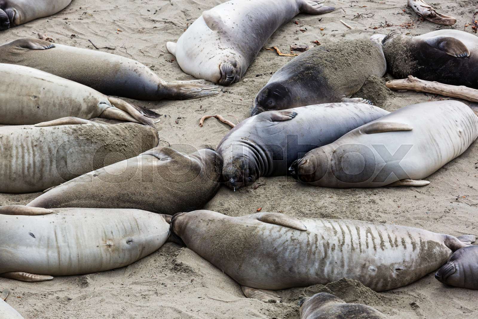 Sea elephant | Stock image | Colourbox