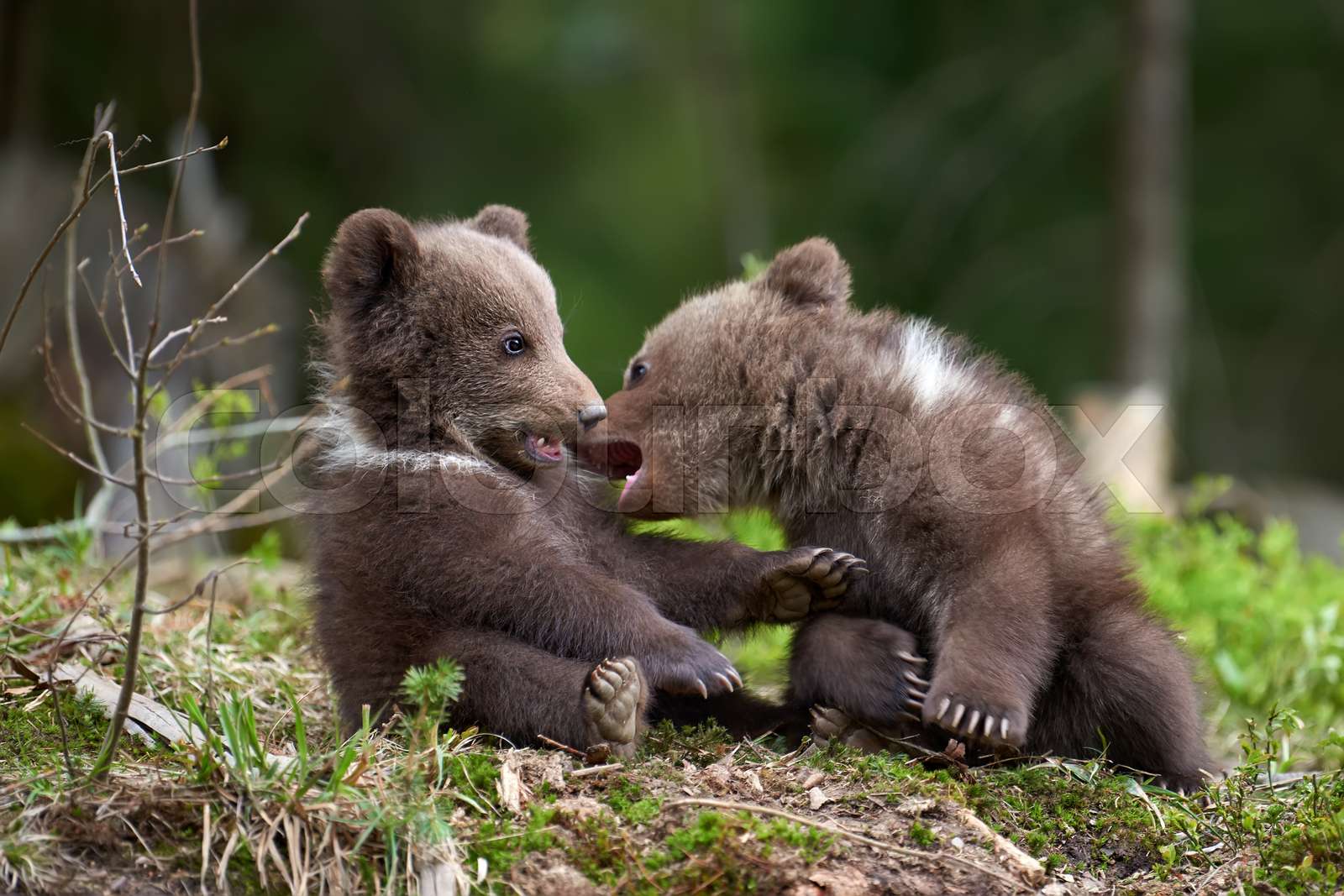 Wild brown bear cub closeup | Stock image | Colourbox