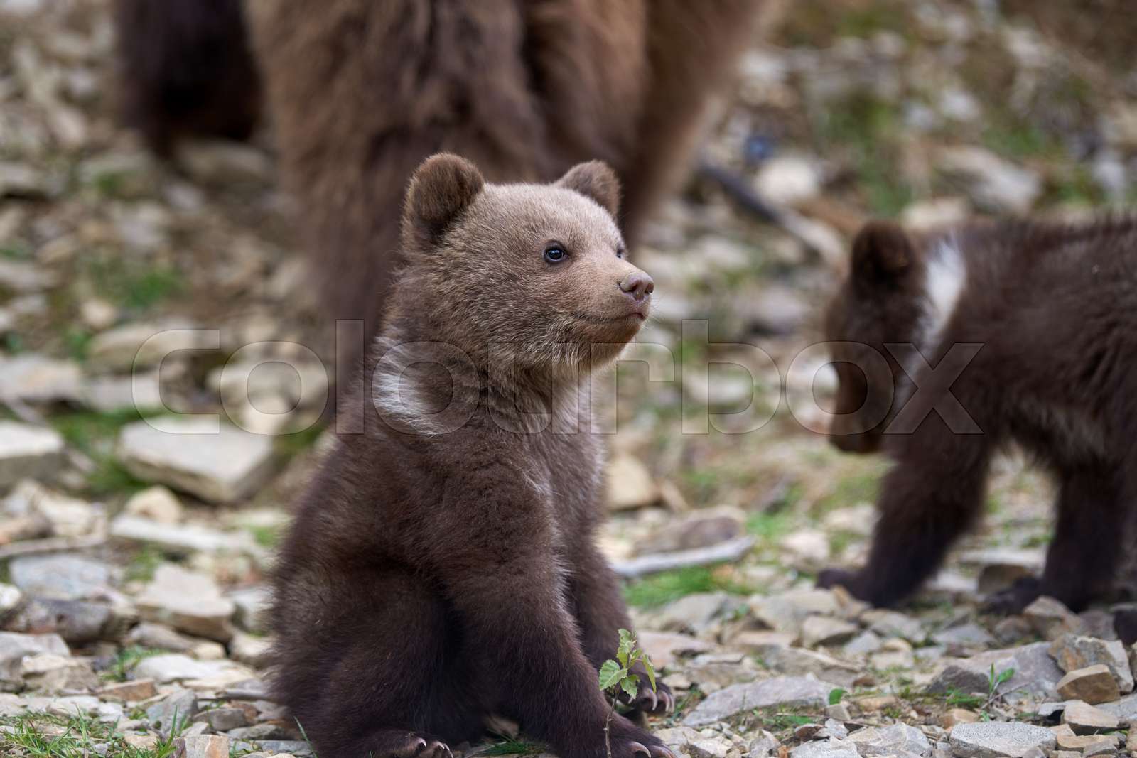 Wild brown bear cub closeup | Stock image | Colourbox