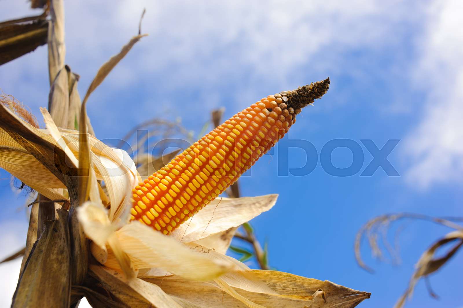 Dried corn got a problem with Downy mildew | Stock image | Colourbox