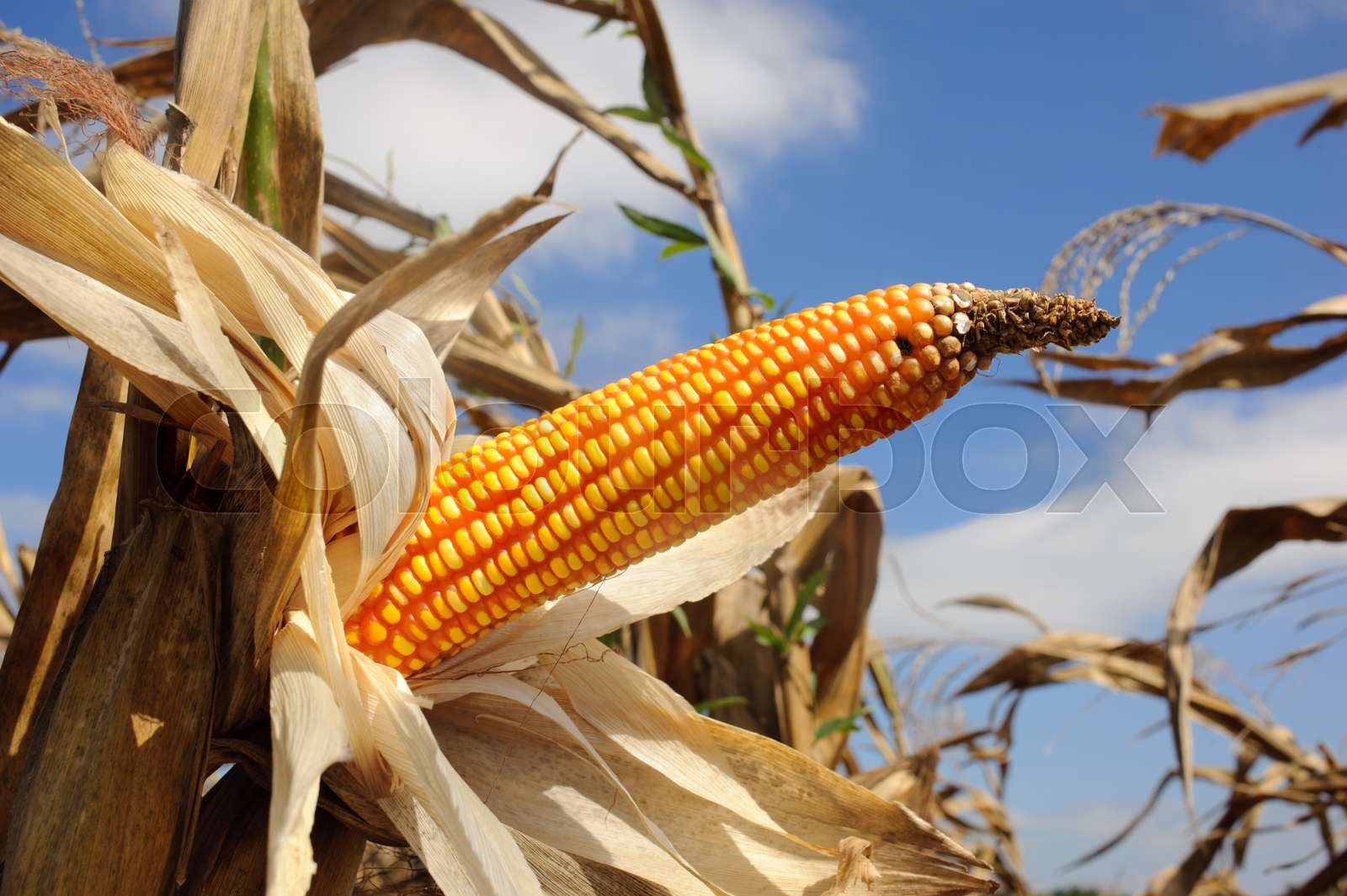 Dried corn got a problem with Downy mildew | Stock image | Colourbox