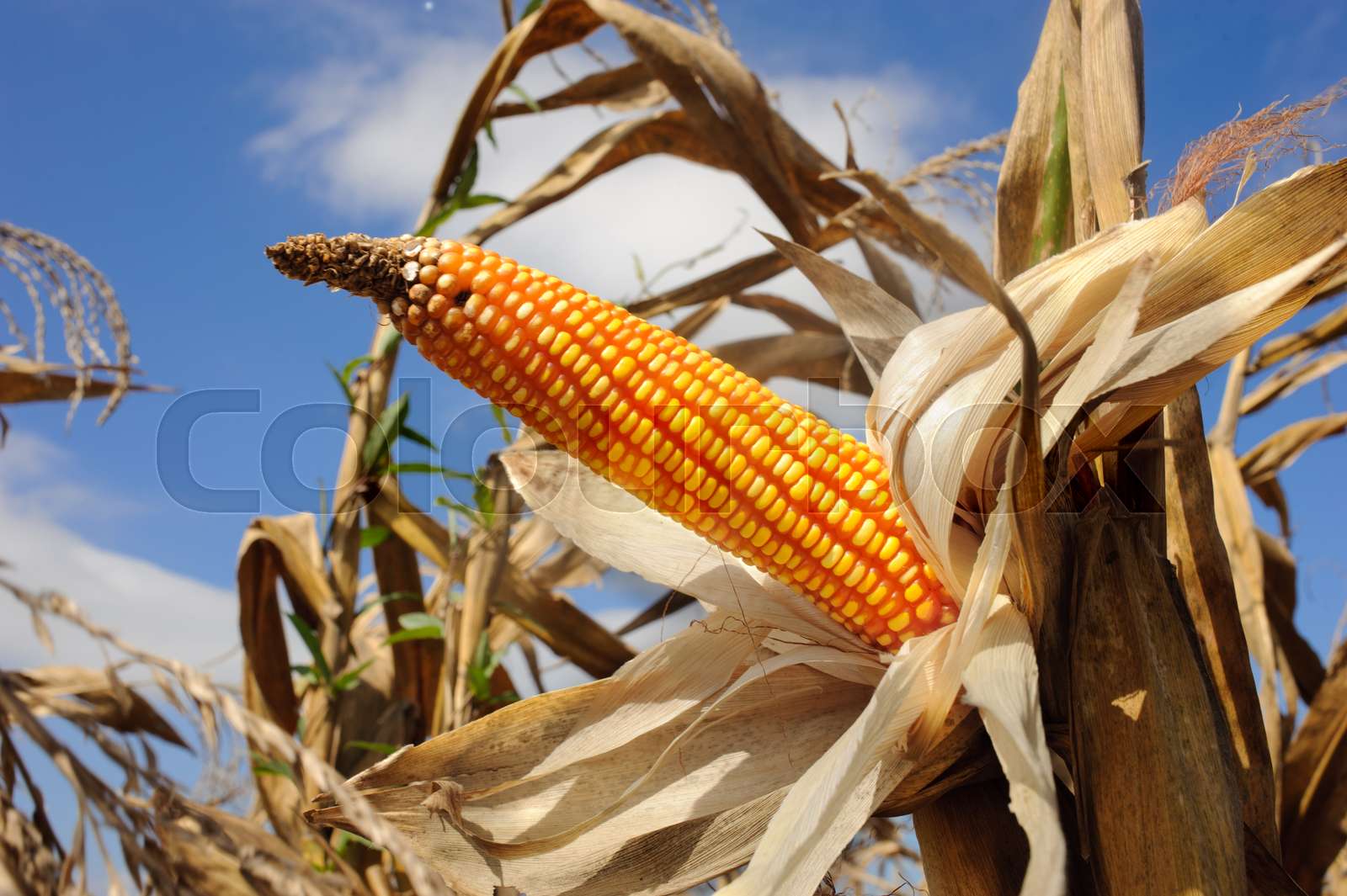 Dried corn got a problem with Downy mildew | Stock image | Colourbox