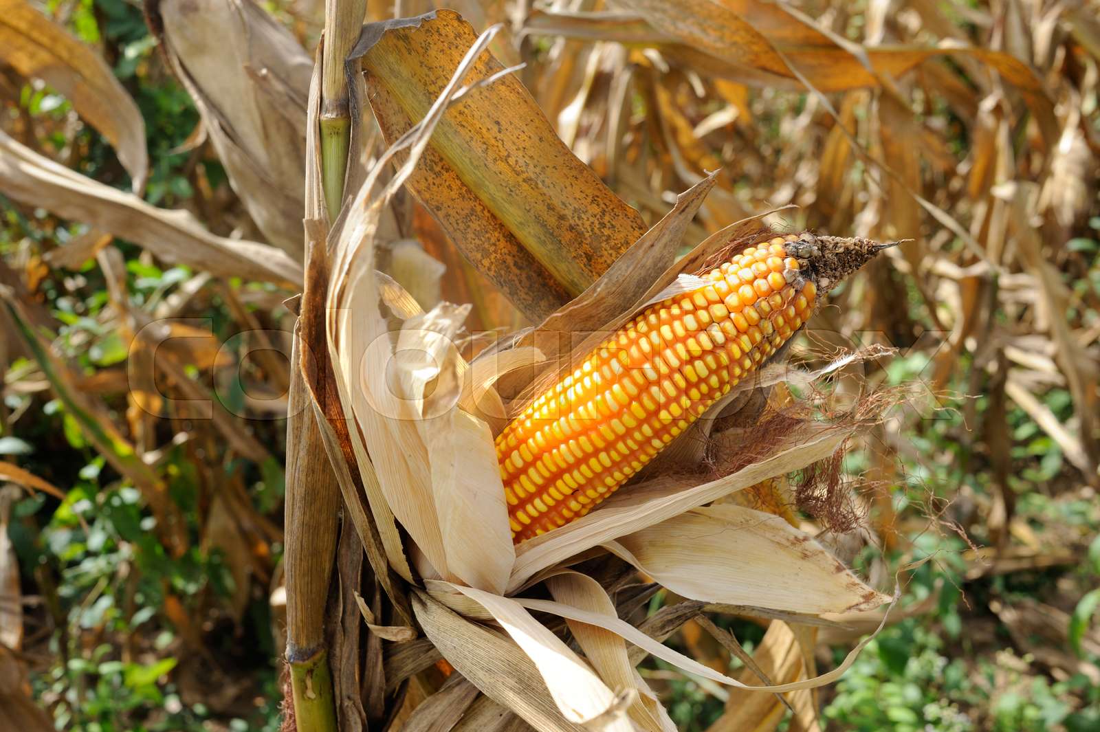 Dried corn , got a problem with Downy mildew | Stock image | Colourbox