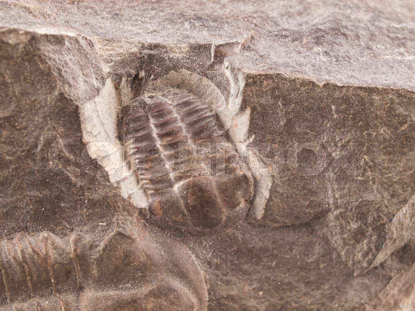 Trilobite fossil from the early Cammbrian peroid | Stock image | Colourbox