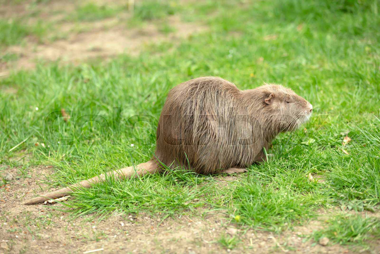 Nutria | Stock image | Colourbox