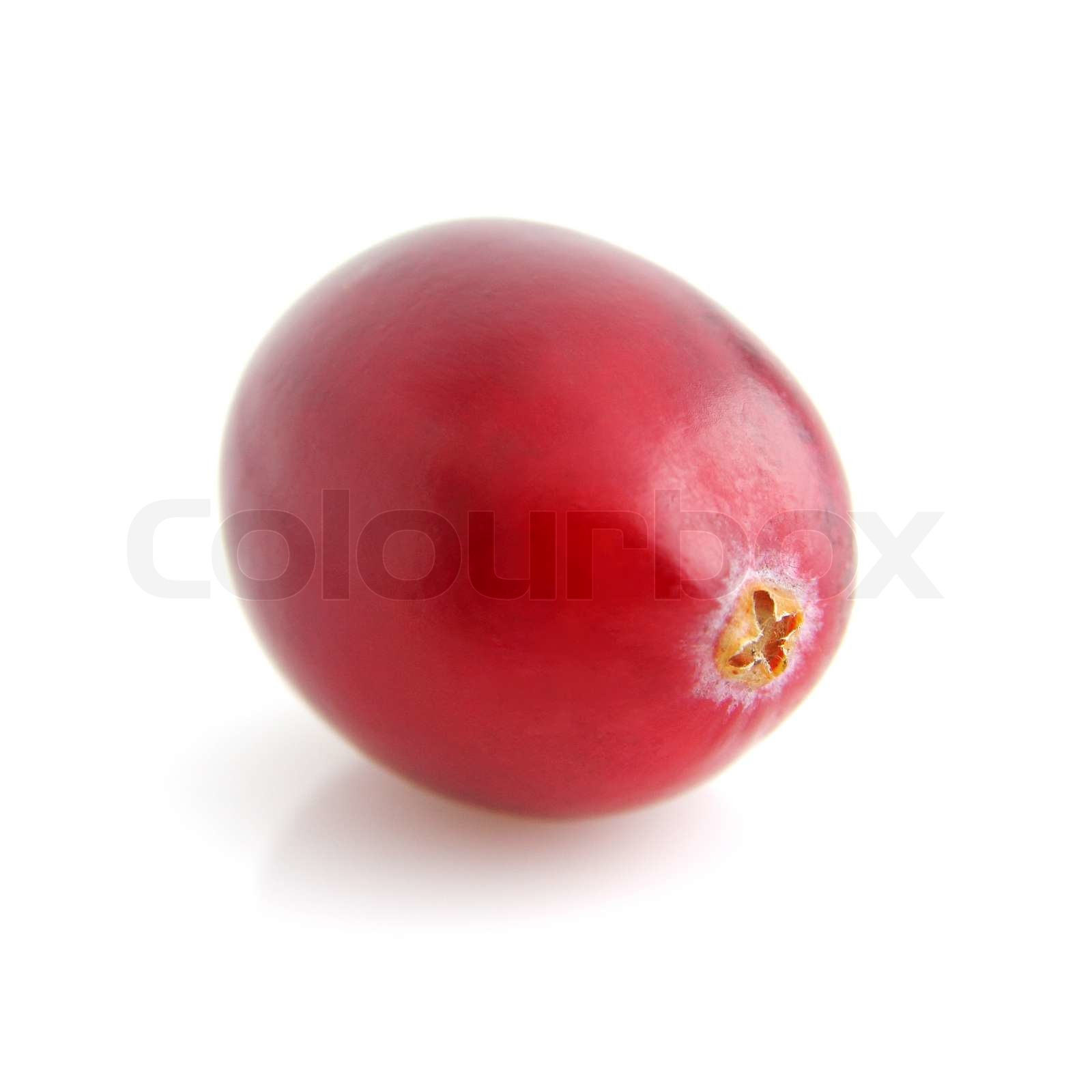 One cranberry in closeup | Stock image | Colourbox