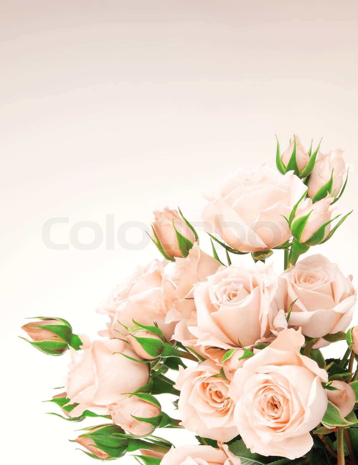 Pink roses border | Stock image | Colourbox