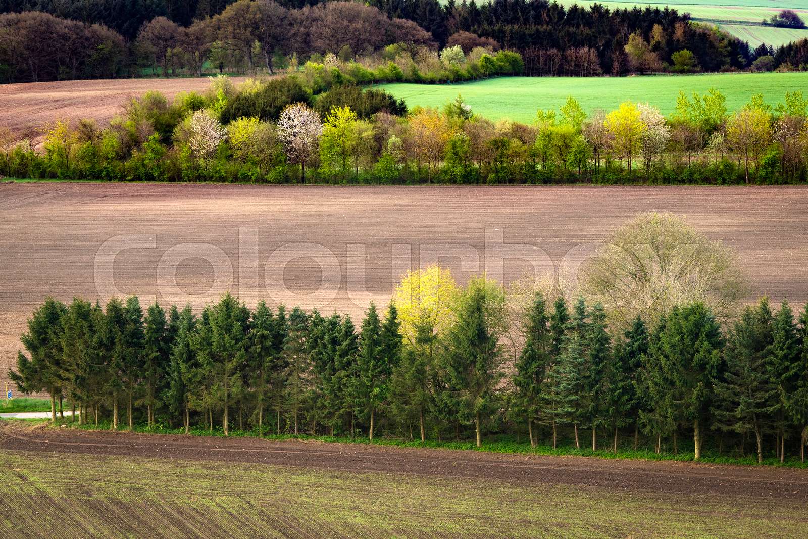 Rural field separated by small pine tree forests | Stock image | Colourbox