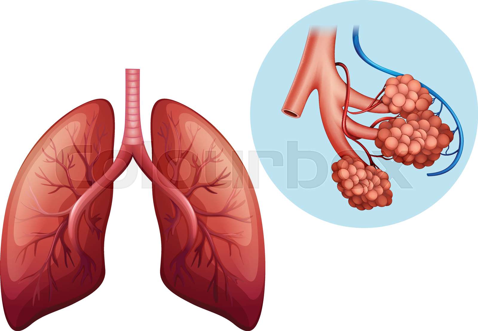 lunge, anatomi, menneske | Stock vektor | Colourbox