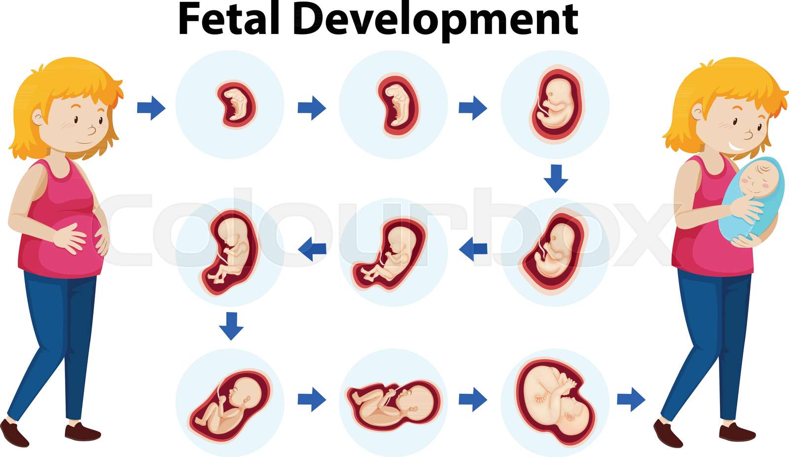 A Vector of Fetal Development | Stock vector | Colourbox