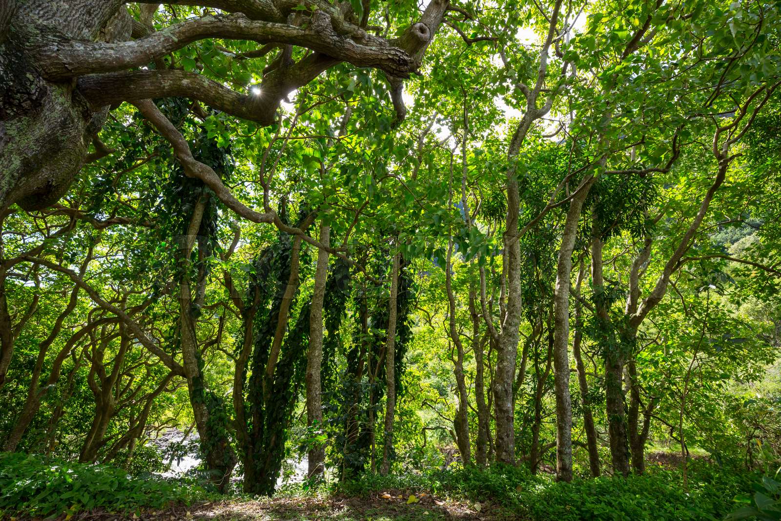 Jungle | Stock image | Colourbox