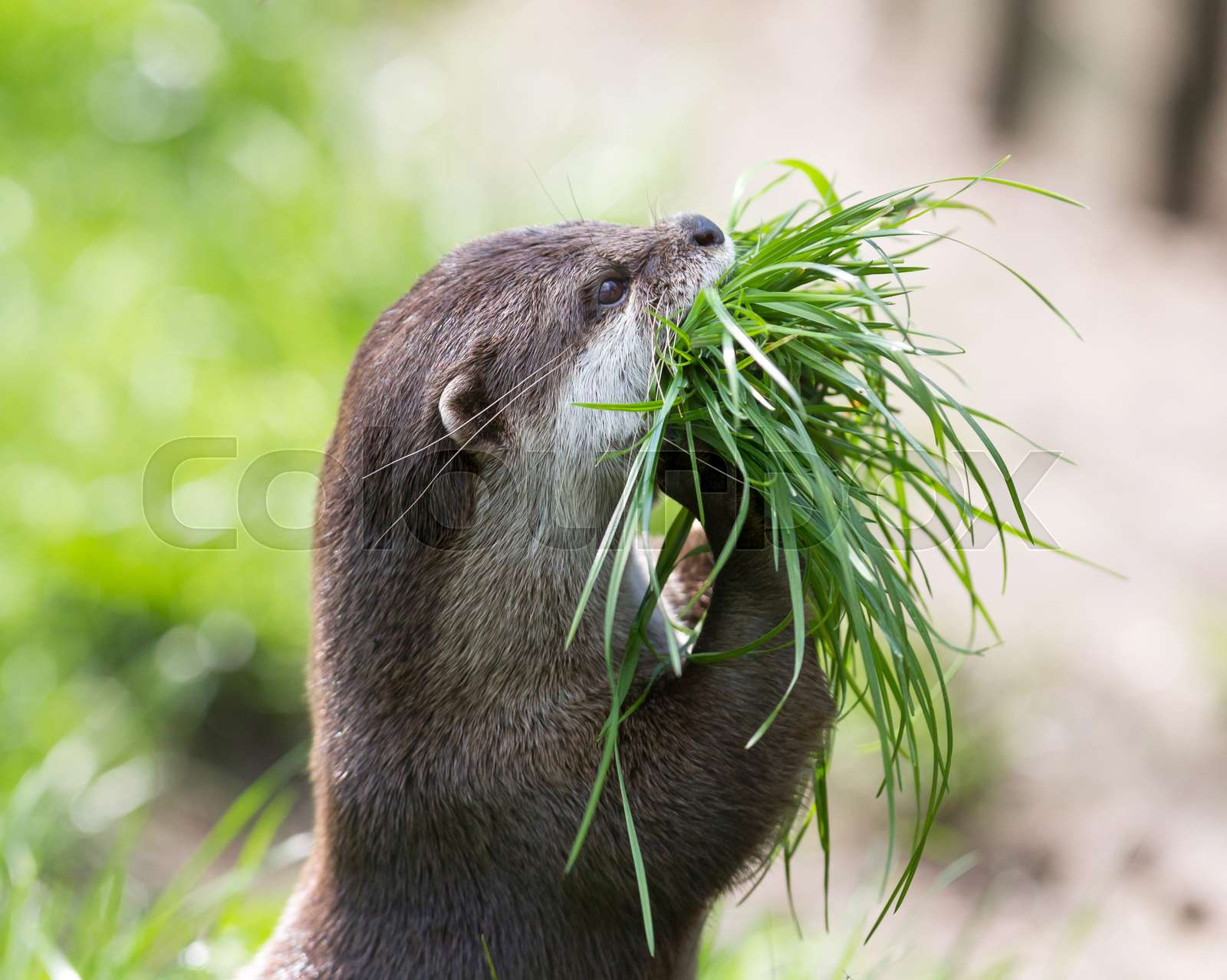 Small claw otter gathering nest material | Stock image | Colourbox
