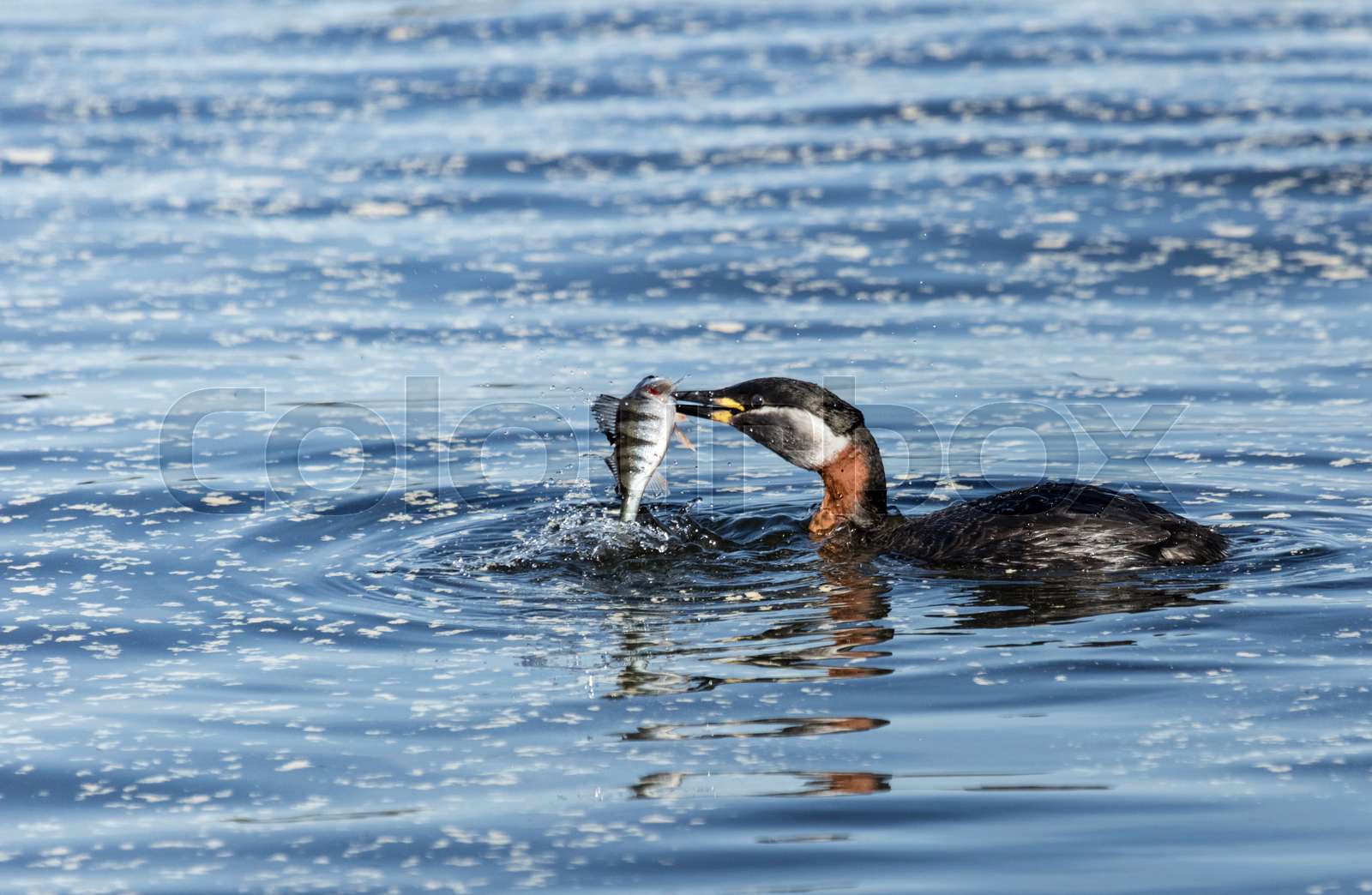 Red-necked Grebe with a fish | Stock image | Colourbox