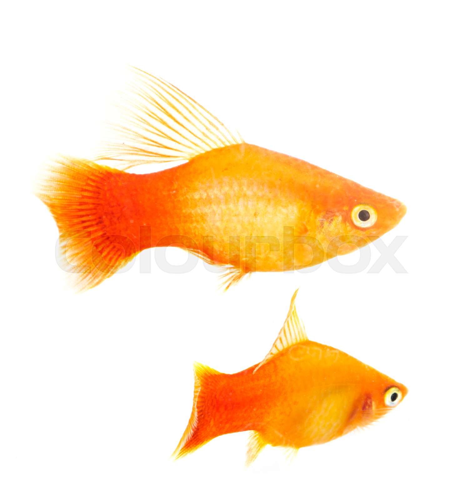 Xiphophorus maculatus in studio | Stock image | Colourbox