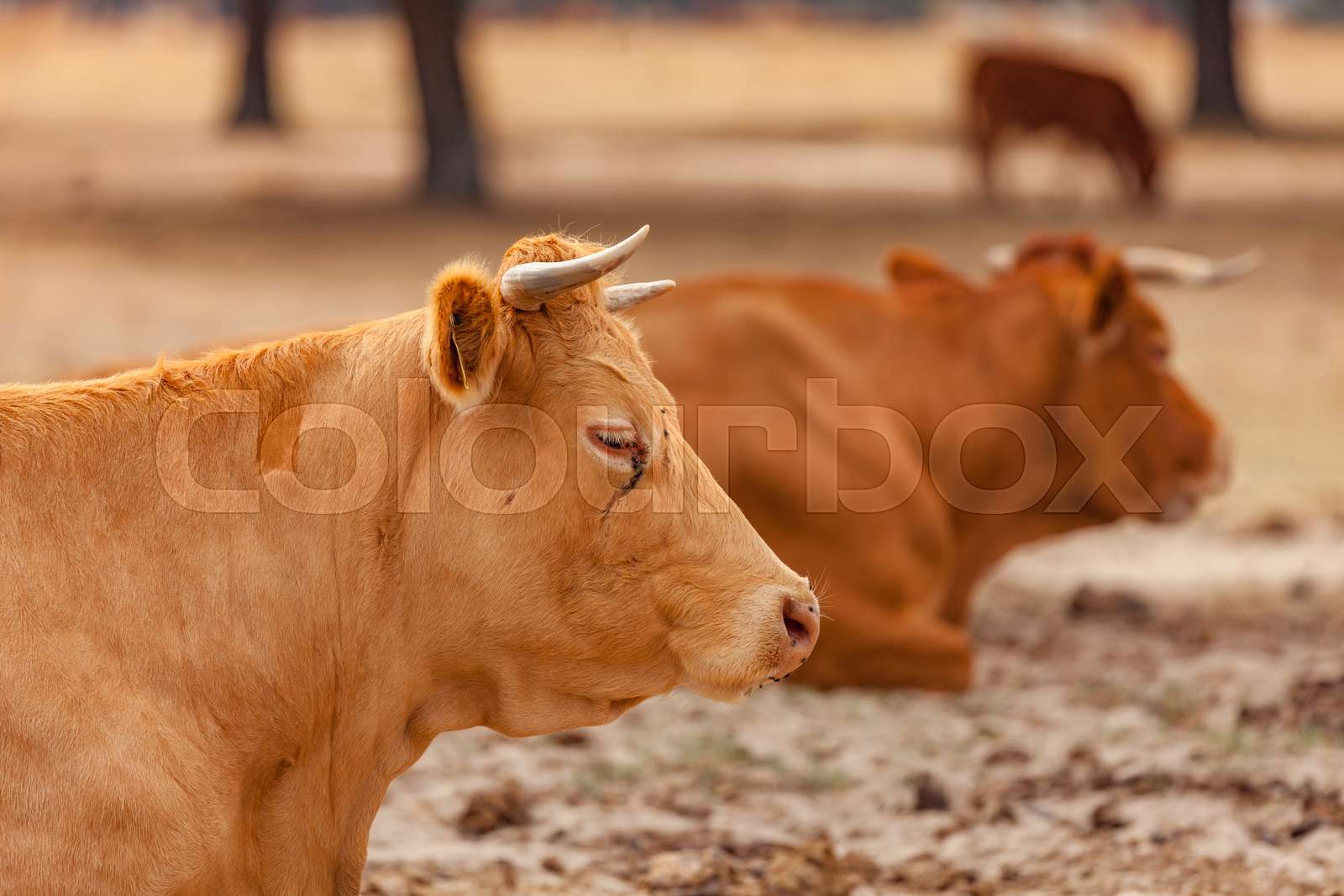 Red haired cow | Stock image | Colourbox