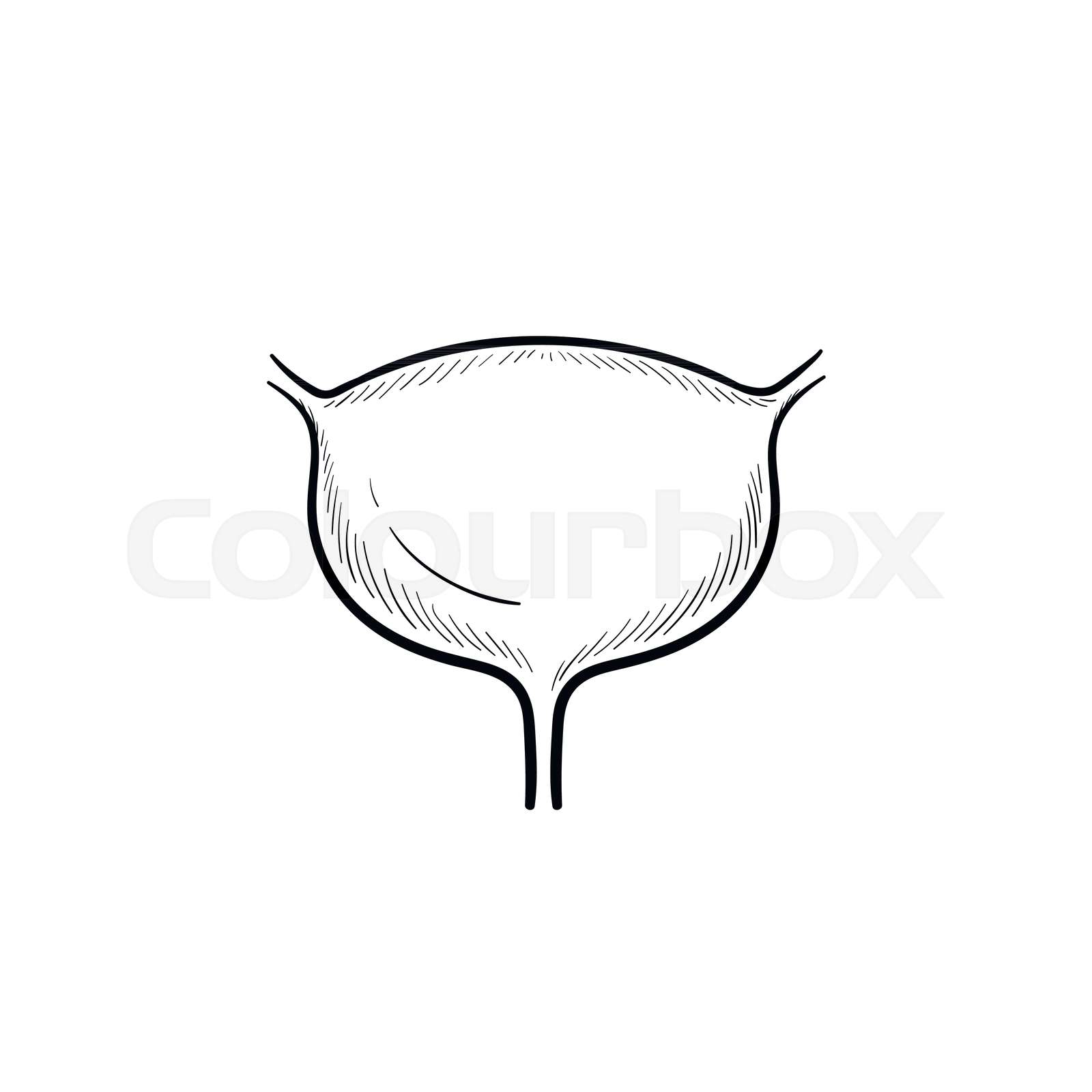 Urinary bladder hand drawn outline doodle icon. | Stock vector | Colourbox
