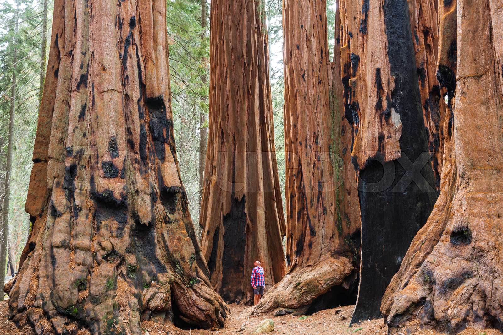 Sequoia | Stock image | Colourbox