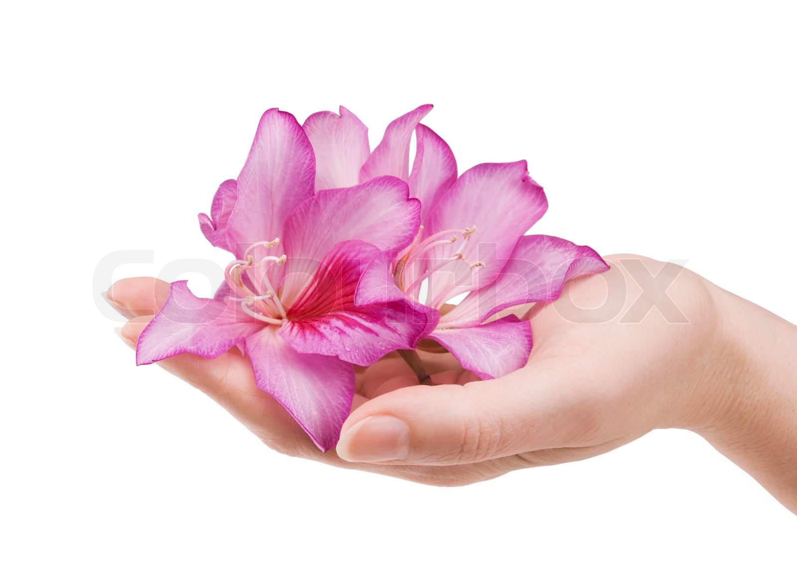 image of beautiful female hand with flower isolated on white | Stock ...