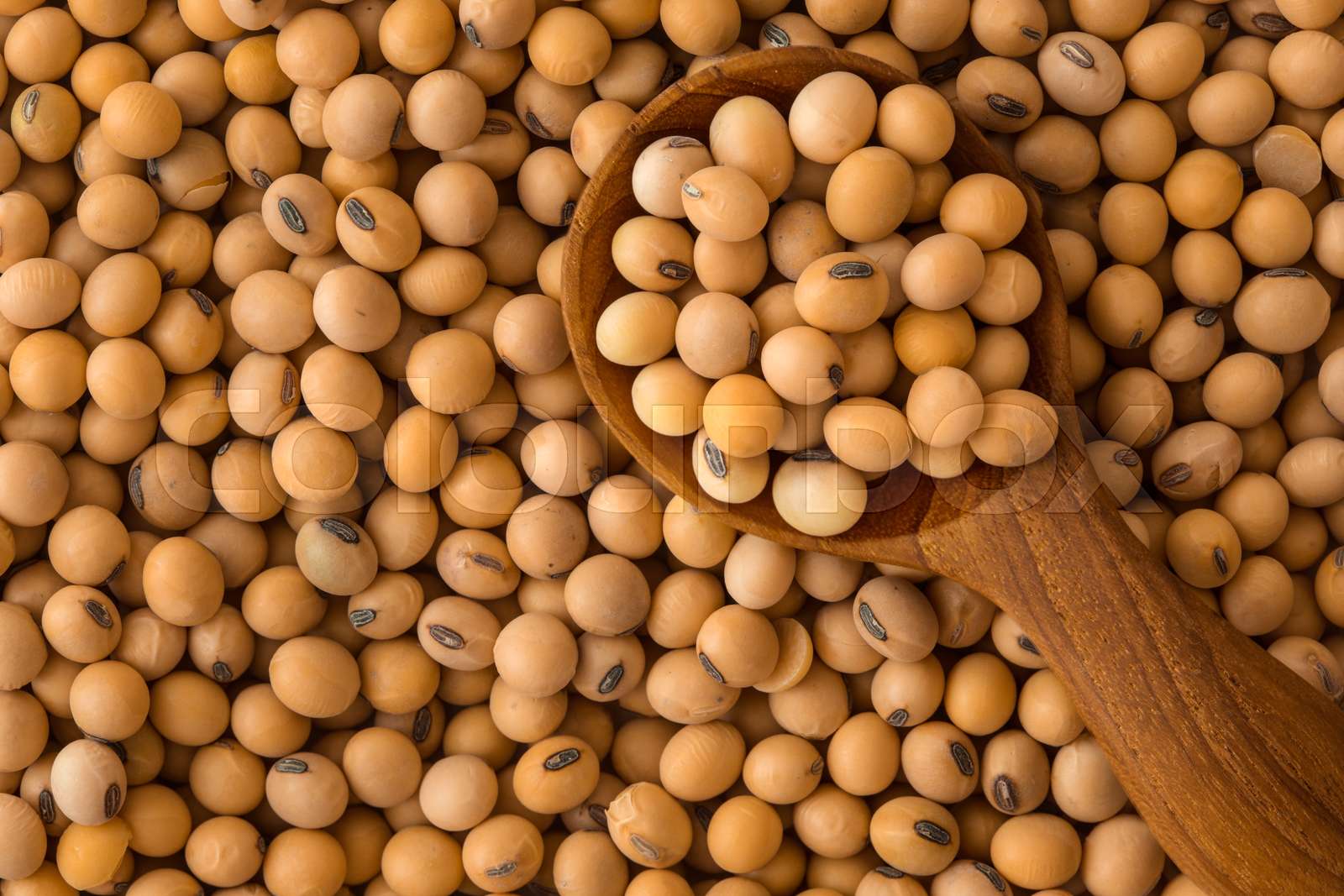 Close up a soybeans grain seed background | Stock image | Colourbox
