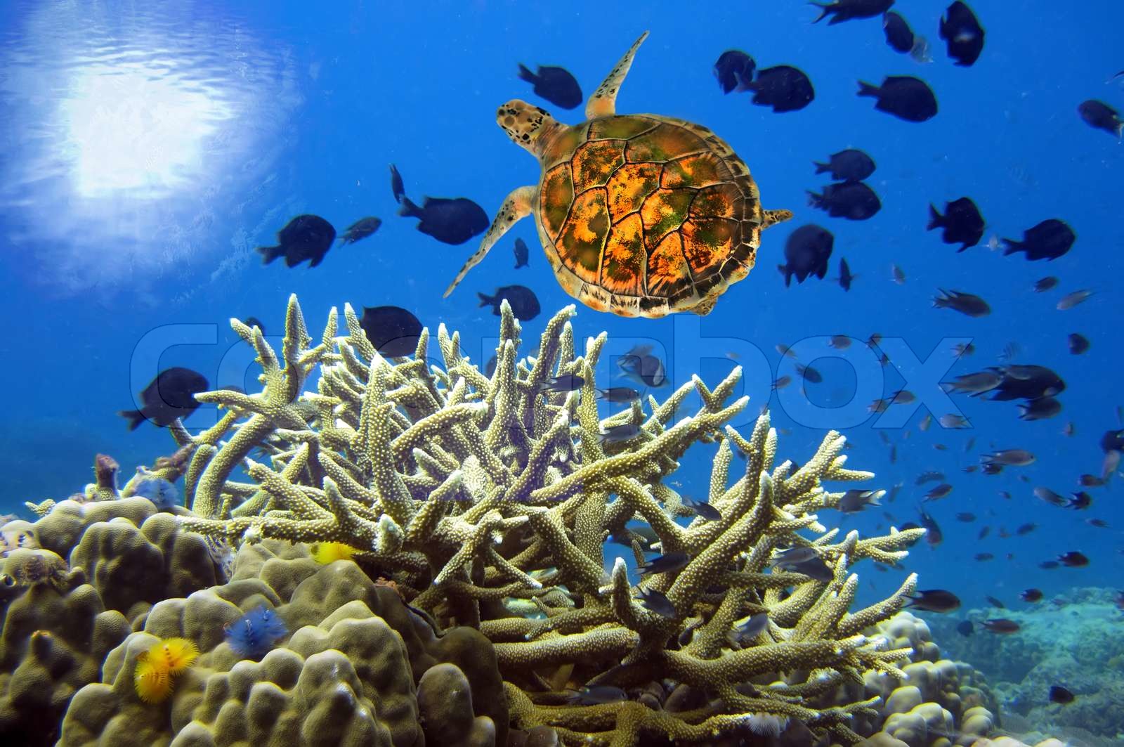 Underwater landscape with turtle | Stock image | Colourbox