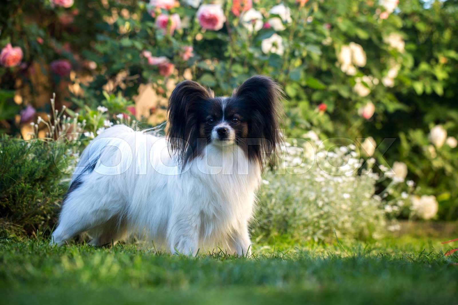 dog in the garden | Stock image | Colourbox