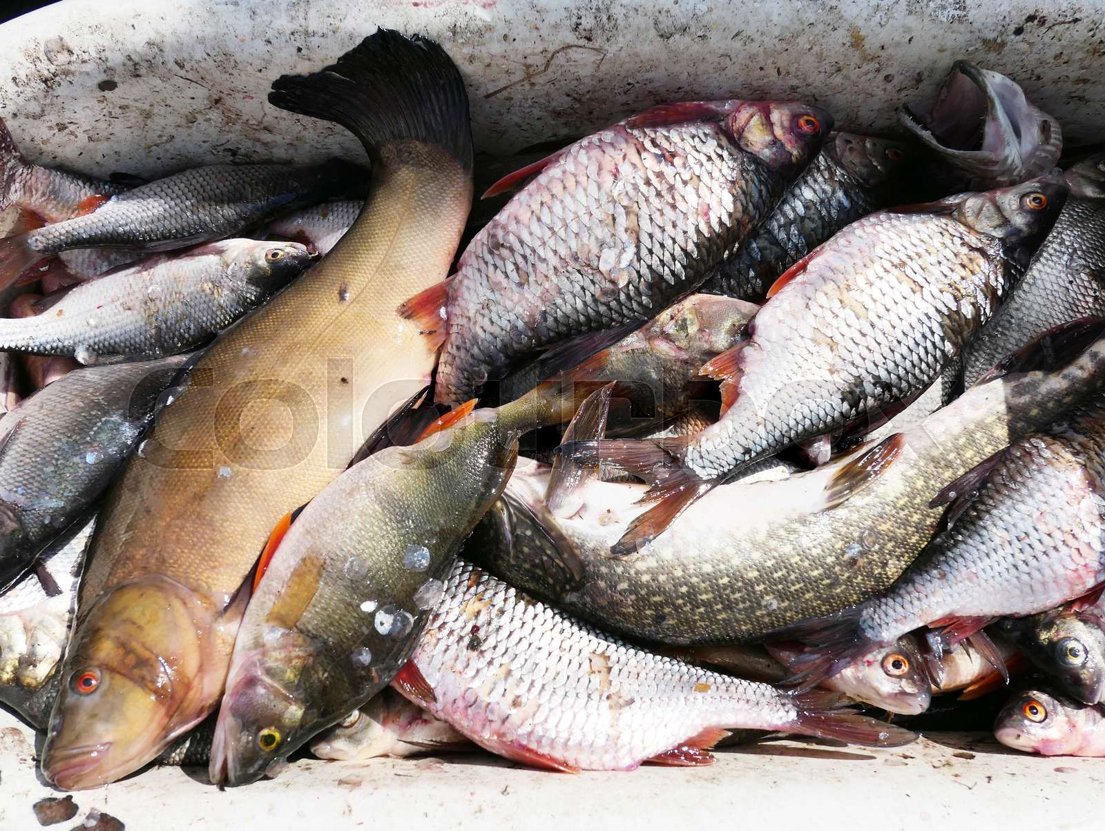 Fresh fish | Stock image | Colourbox