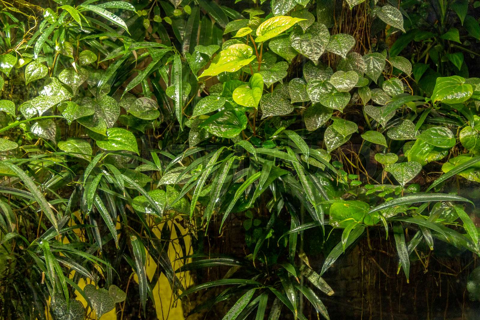 jungle plants closeup | Stock image | Colourbox