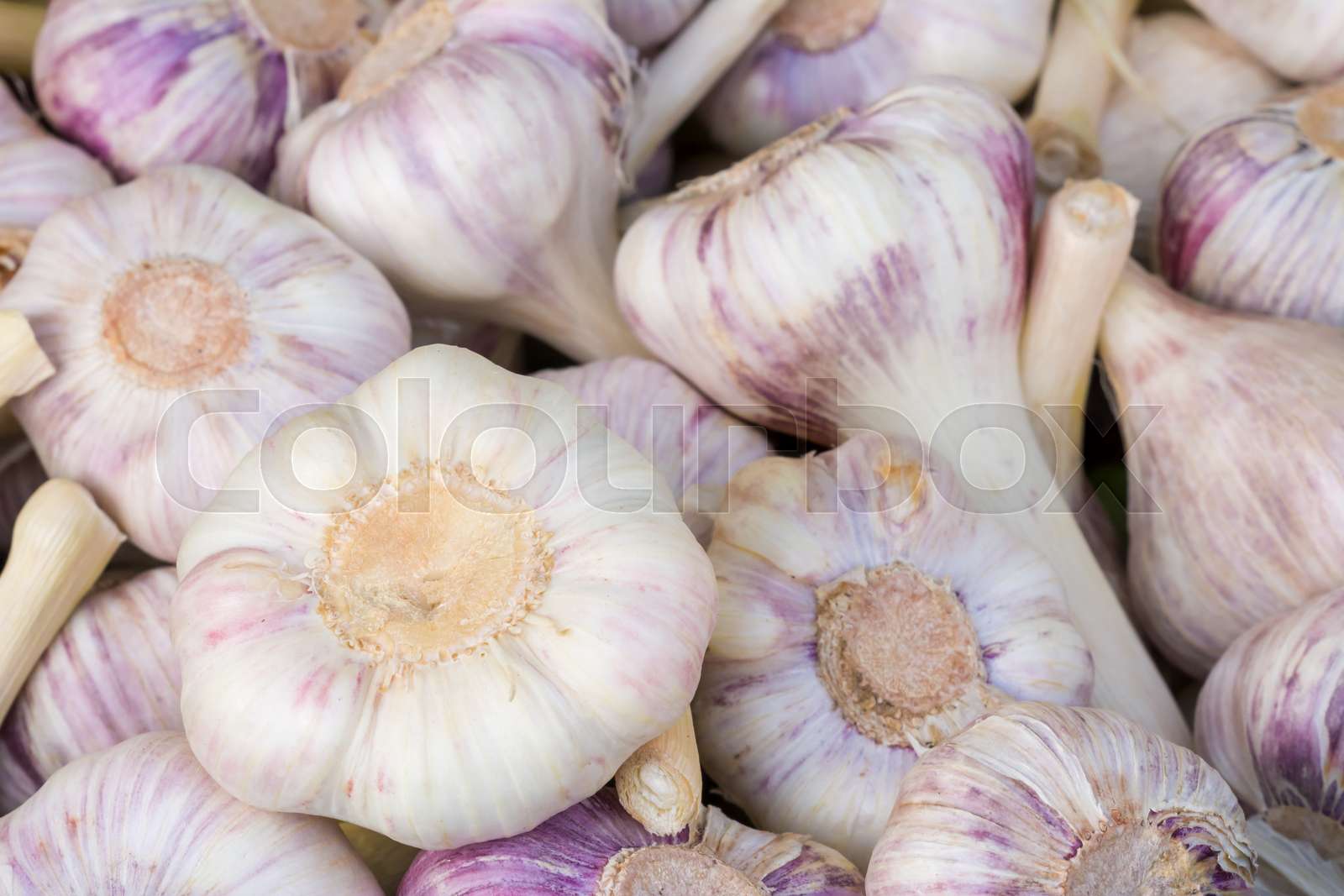 Garlic bulbs seen at the market | Stock image | Colourbox