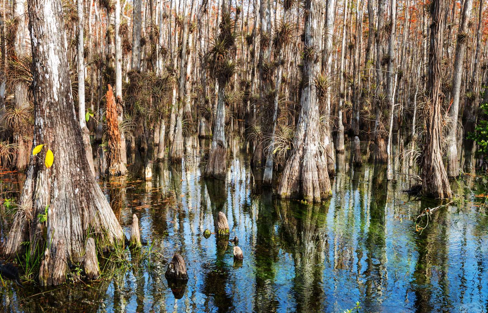 Forest in Everglades | Stock image | Colourbox