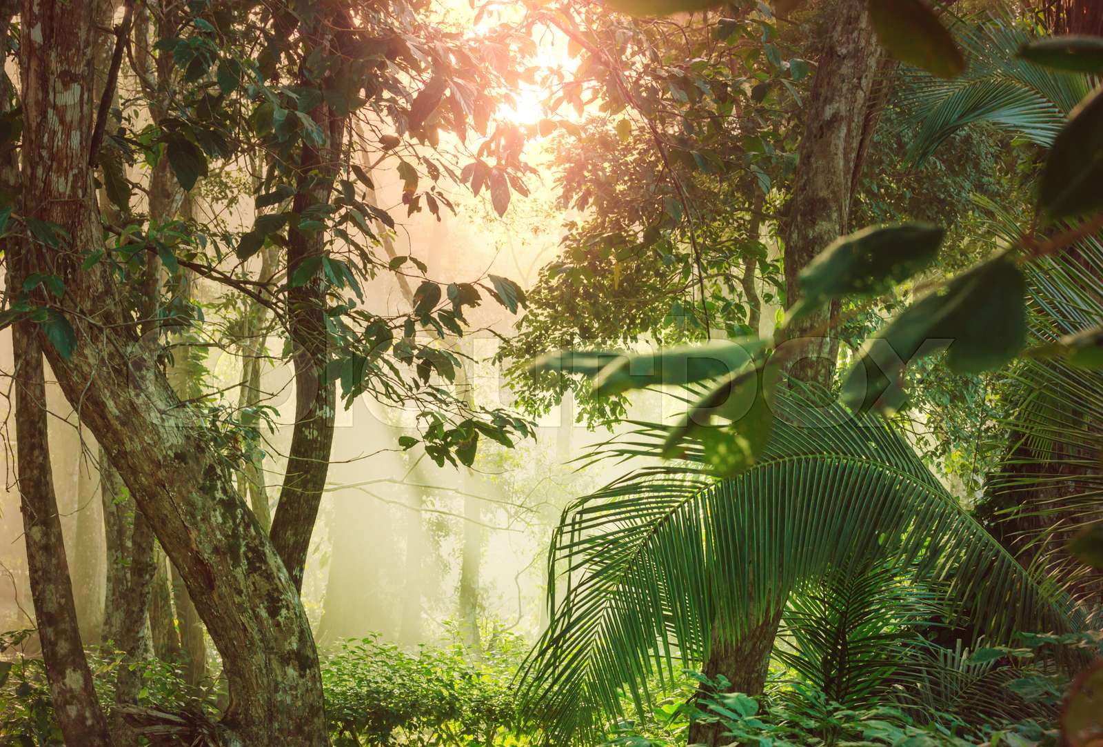 Jungle in Costa Rica | Stock image | Colourbox