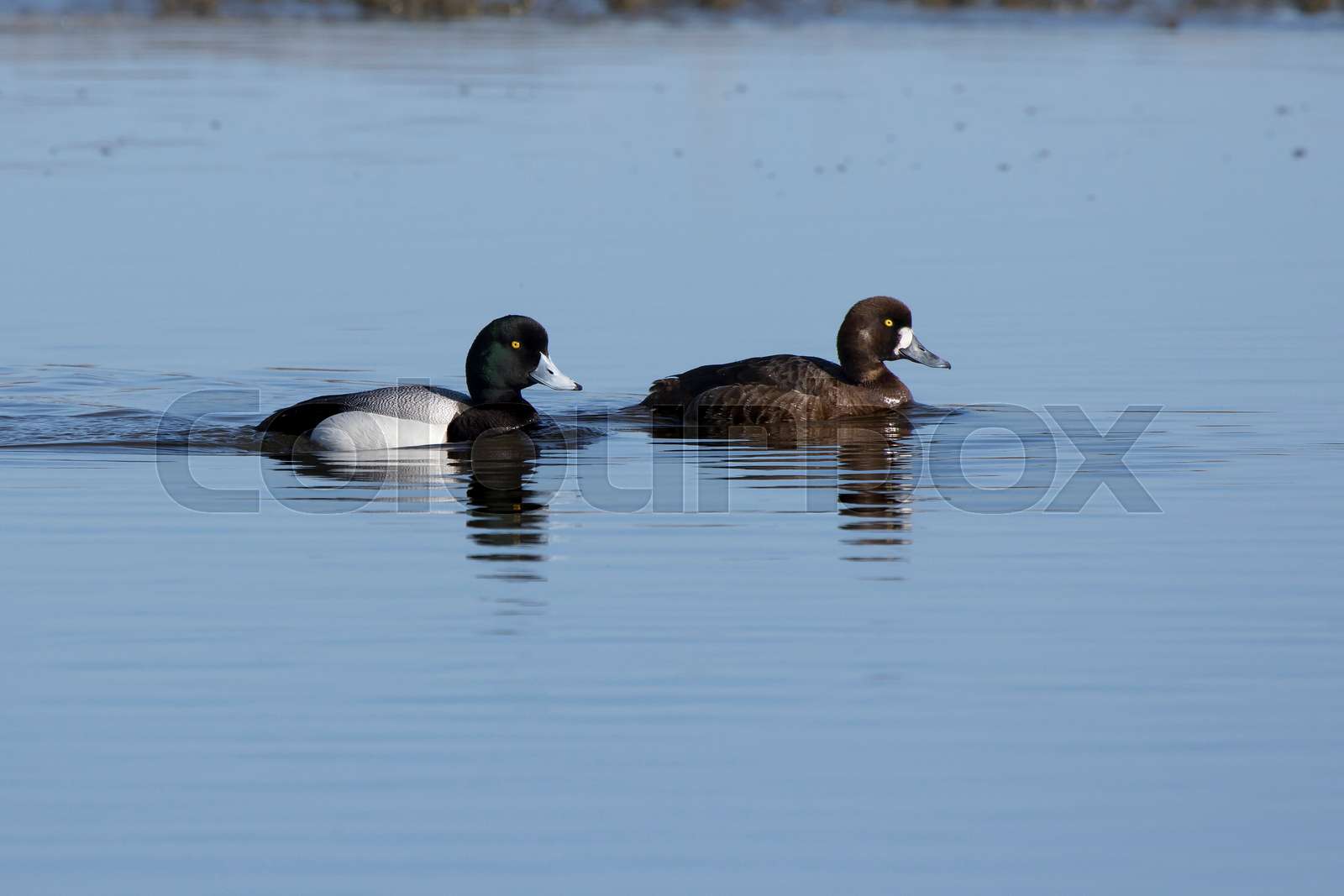 Lesser Scaup Pair