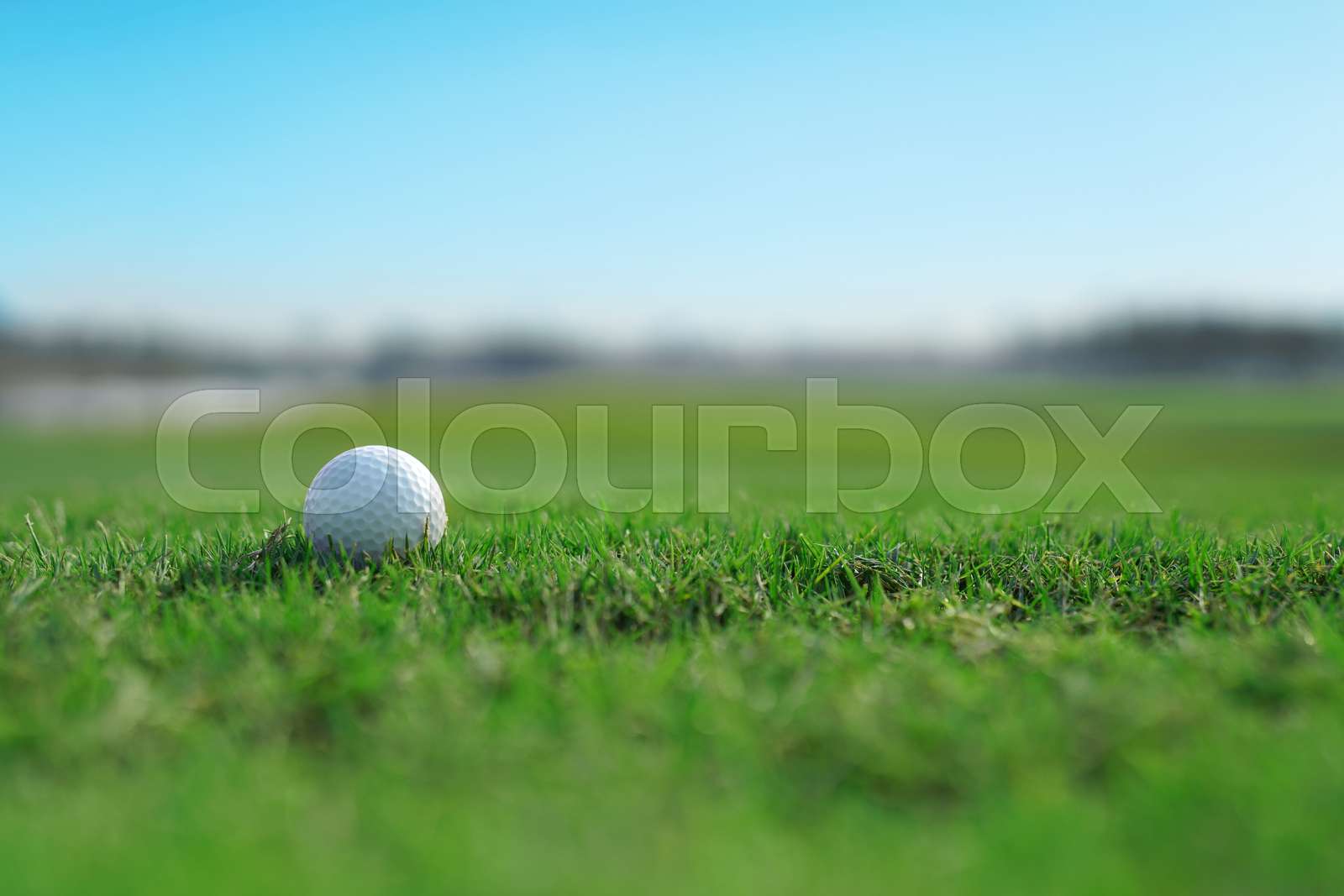 golf ball on a green fairway grass | Stock image | Colourbox