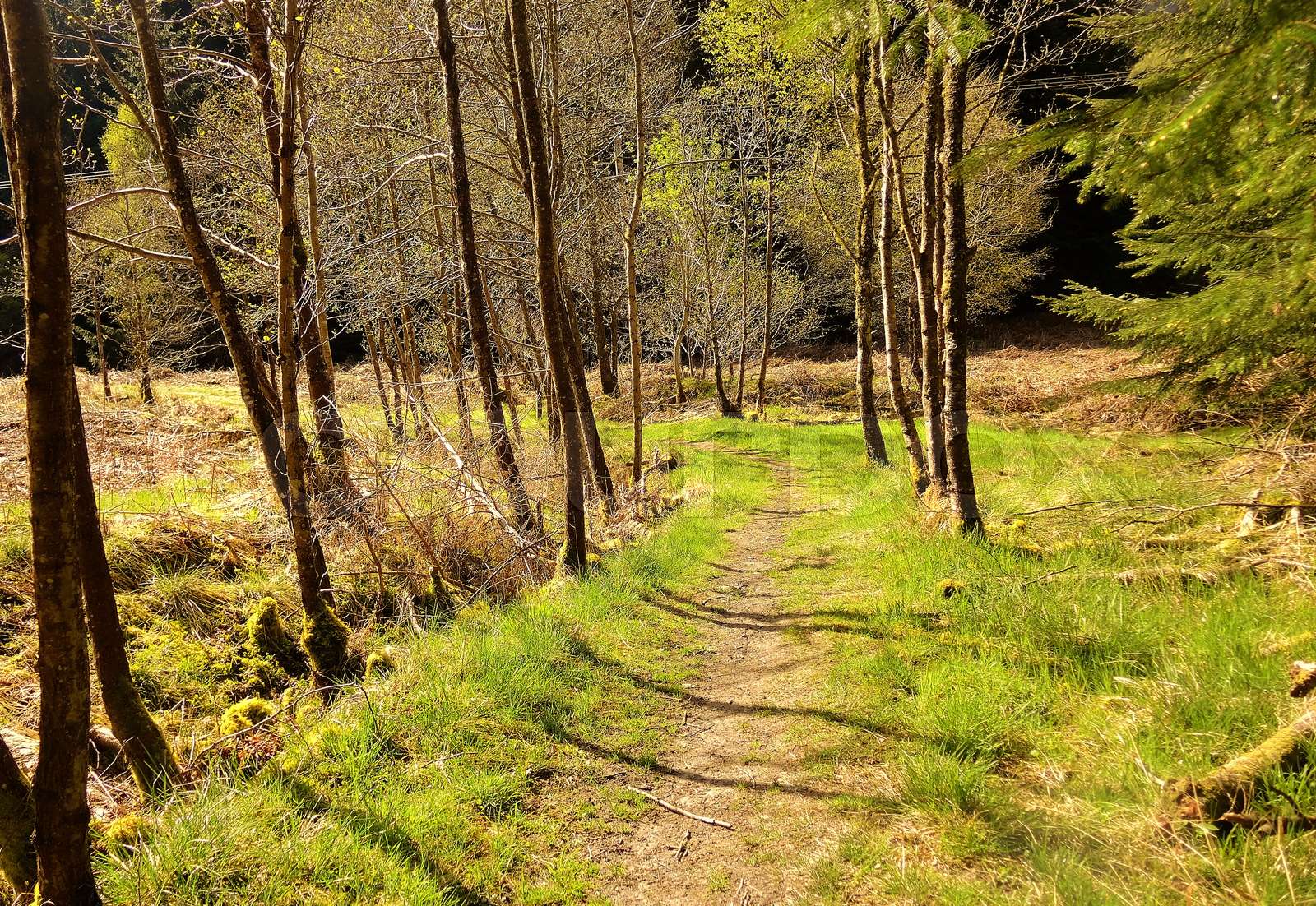 Hiking trail in the Tay Forest, Perthshire, Scotland. | Stock image ...