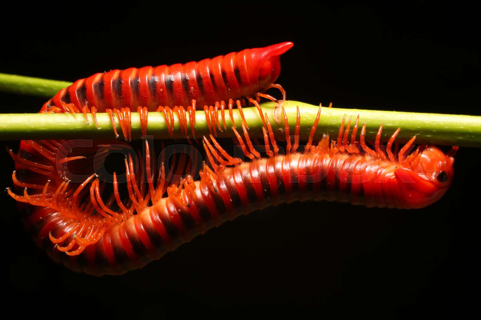Red Millipede | Stock image | Colourbox