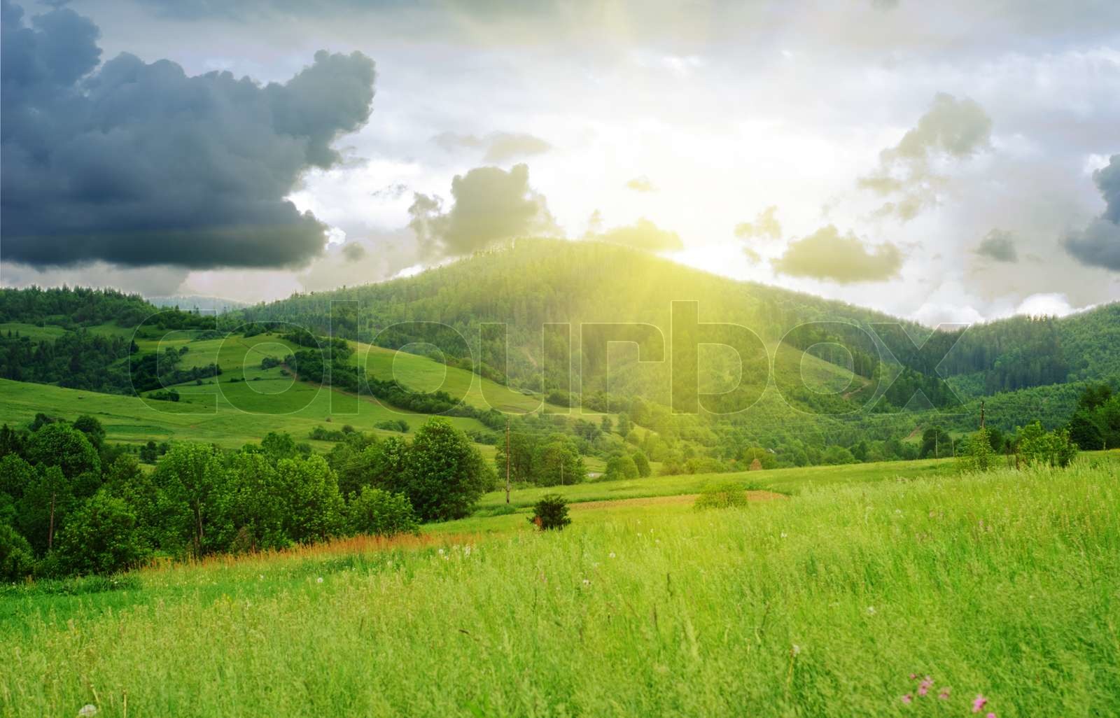 Green grass and sunshine on sky in | Stock image | Colourbox
