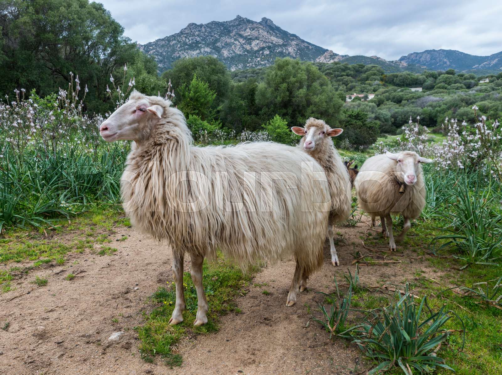 posing sardinia sheep | Stock image | Colourbox