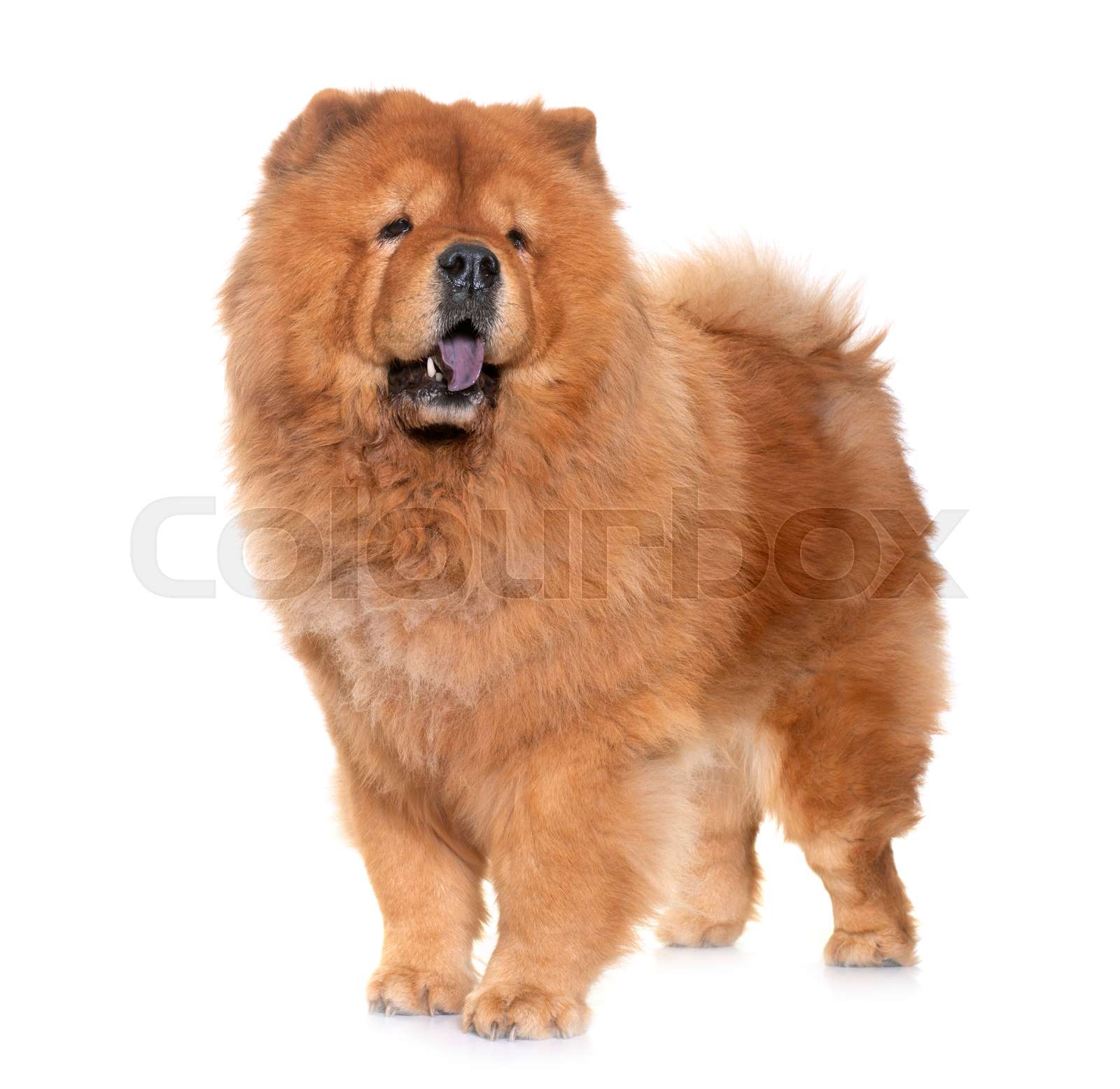 chow chow dog | Stock image | Colourbox