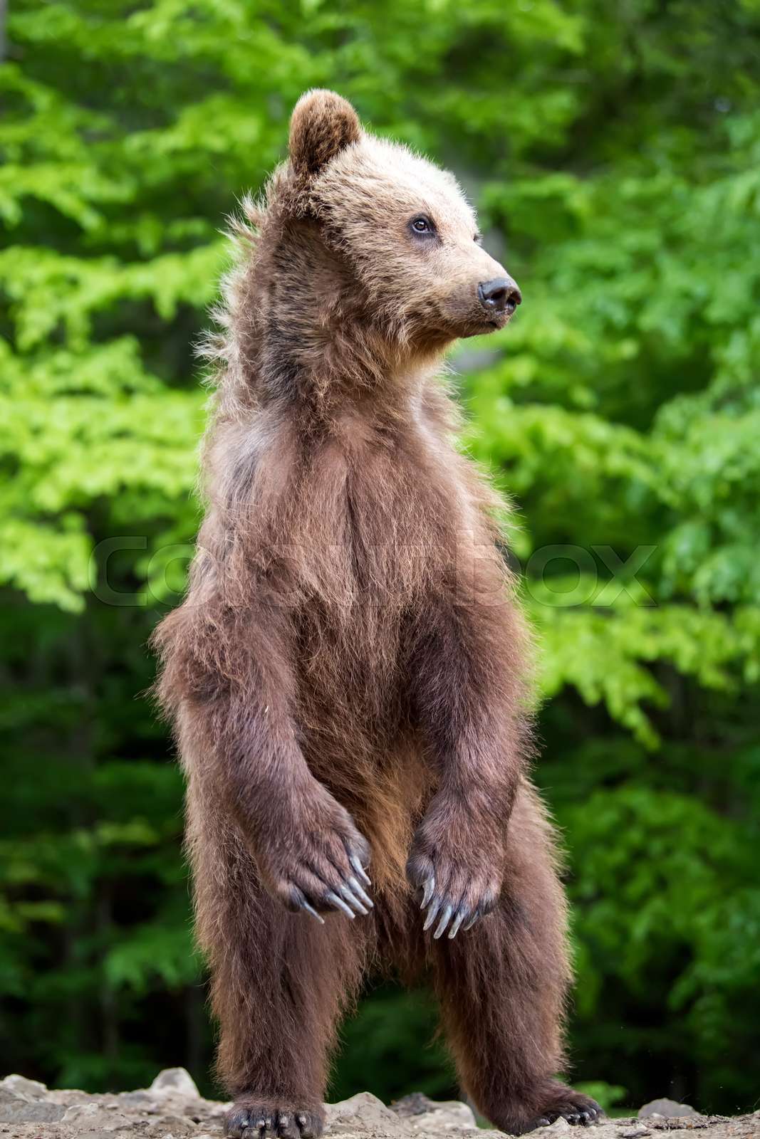 Big brown bear standing on his hind legs | Stock image | Colourbox