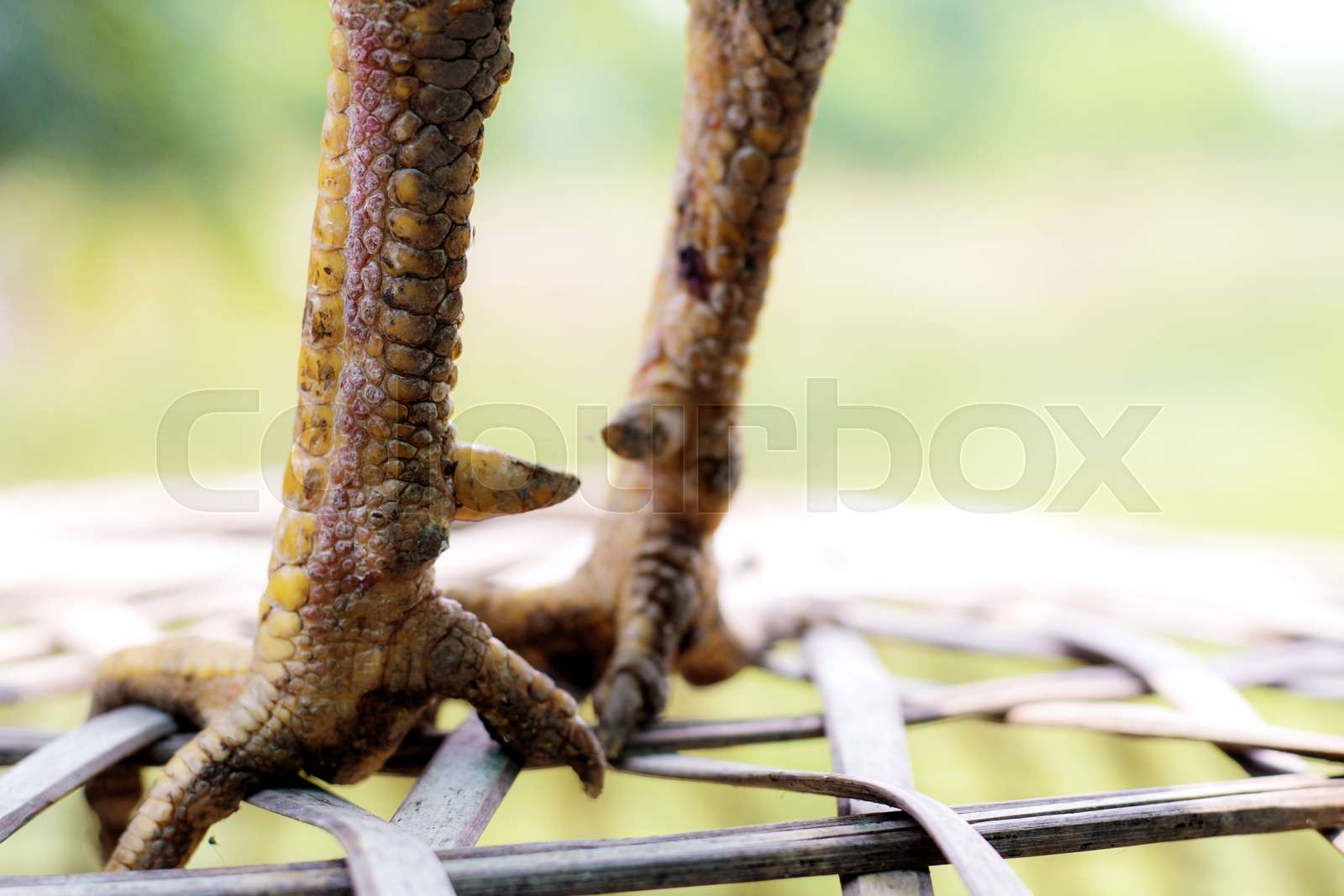 legs of chicken in countryside. | Stock image | Colourbox