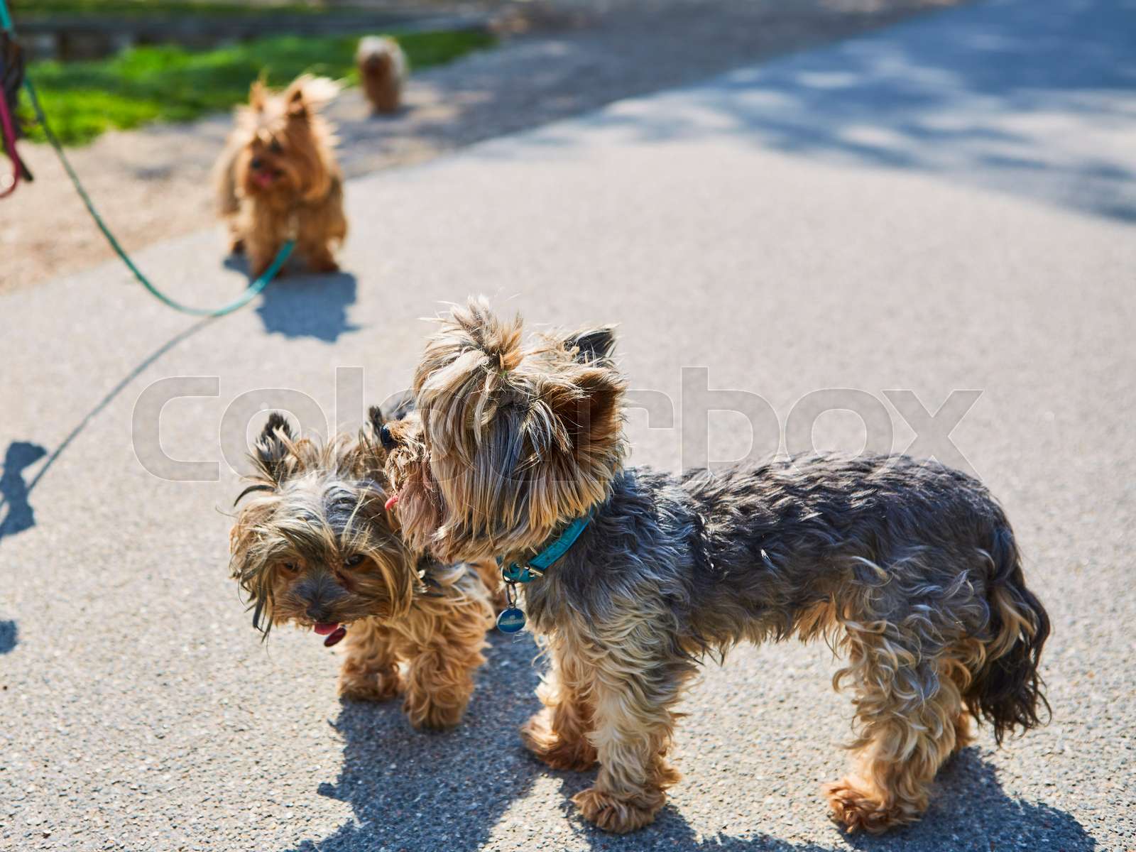 Netto hund | Stock foto | Colourbox