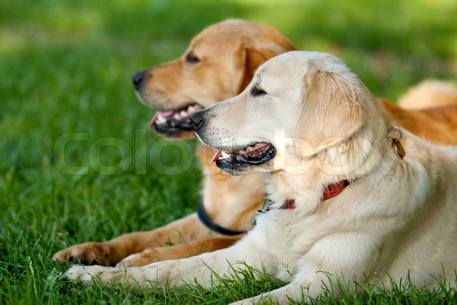 Portrait of two young dogs playing in the meadow | Stock image | Colourbox