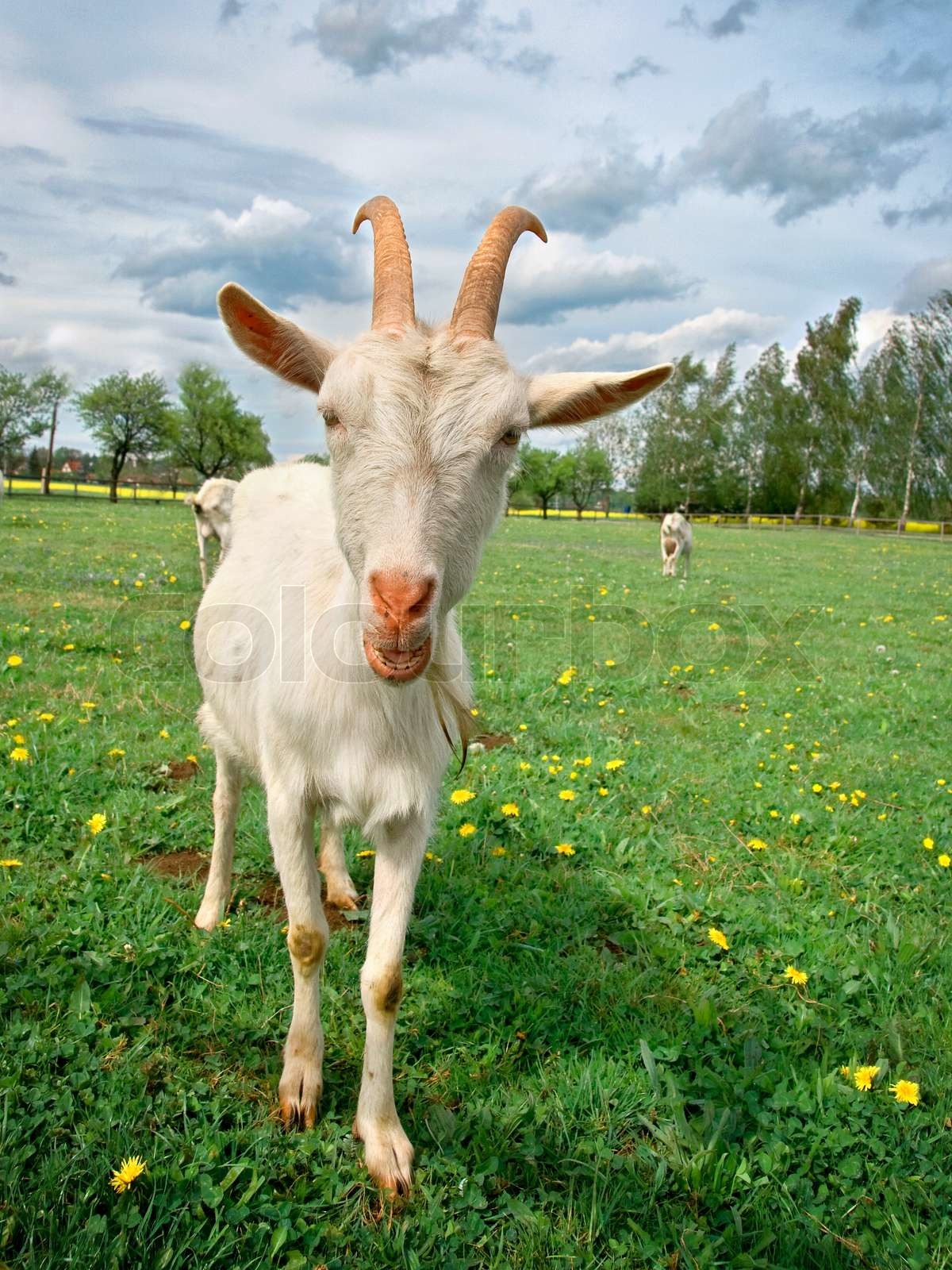 Geder på ged farm | Stock foto | Colourbox
