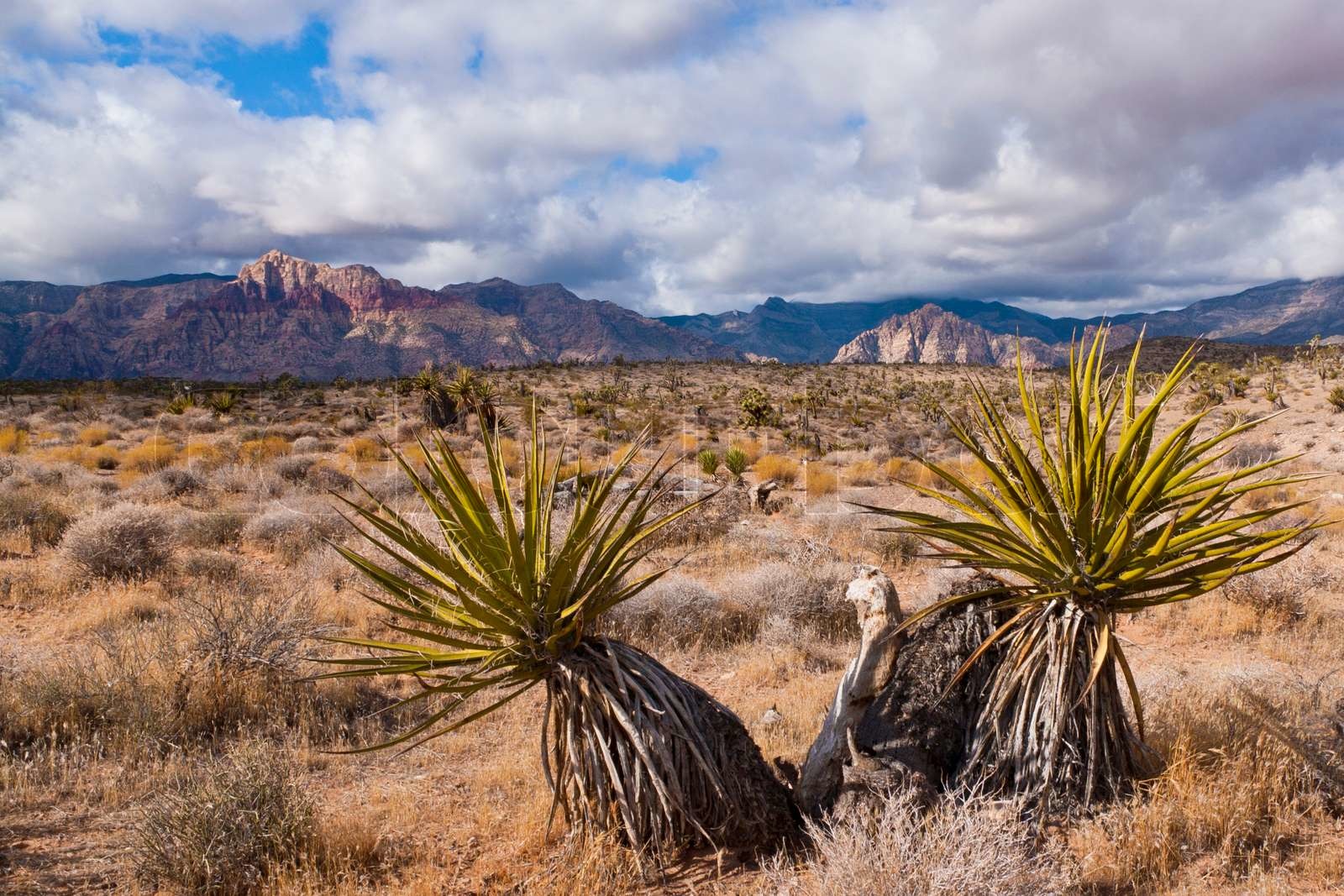 View of the desert in Nevada, USA | Stock image | Colourbox