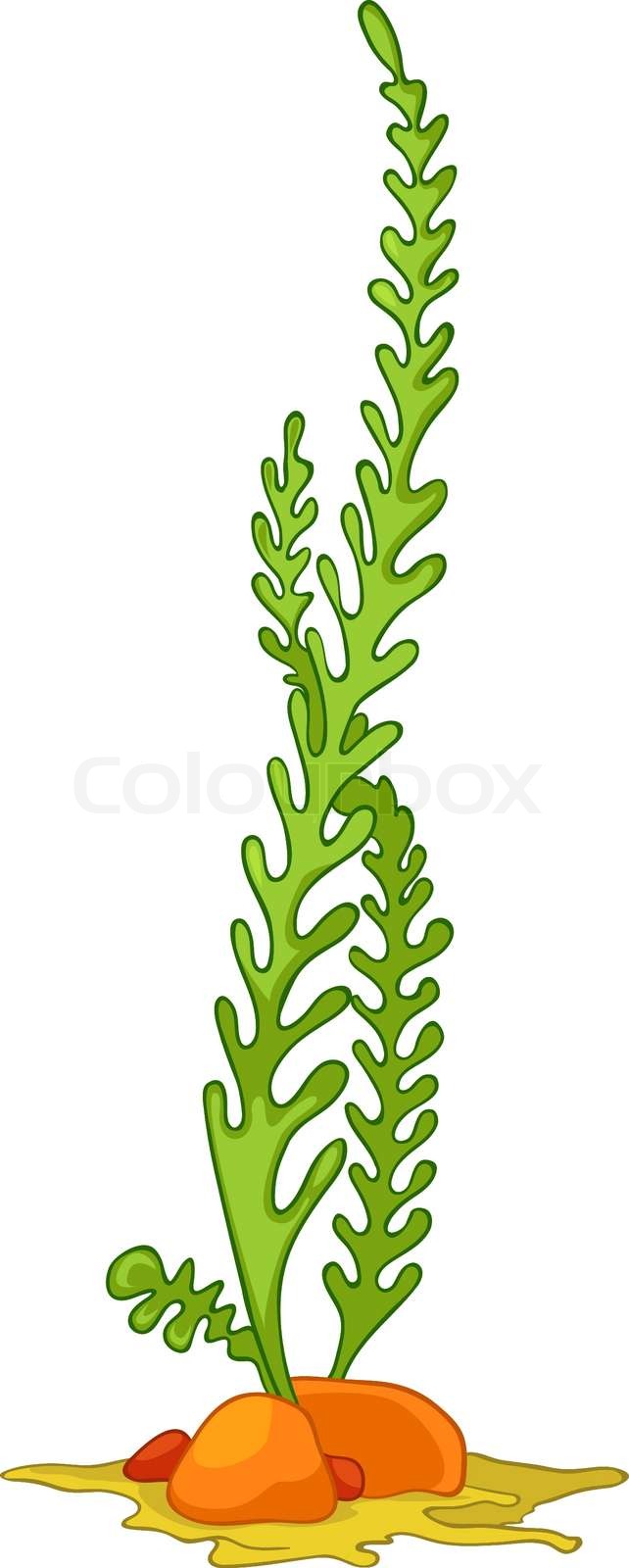 Cartoon Ocean Object Alga Isolated on White Background | Stock vector ...