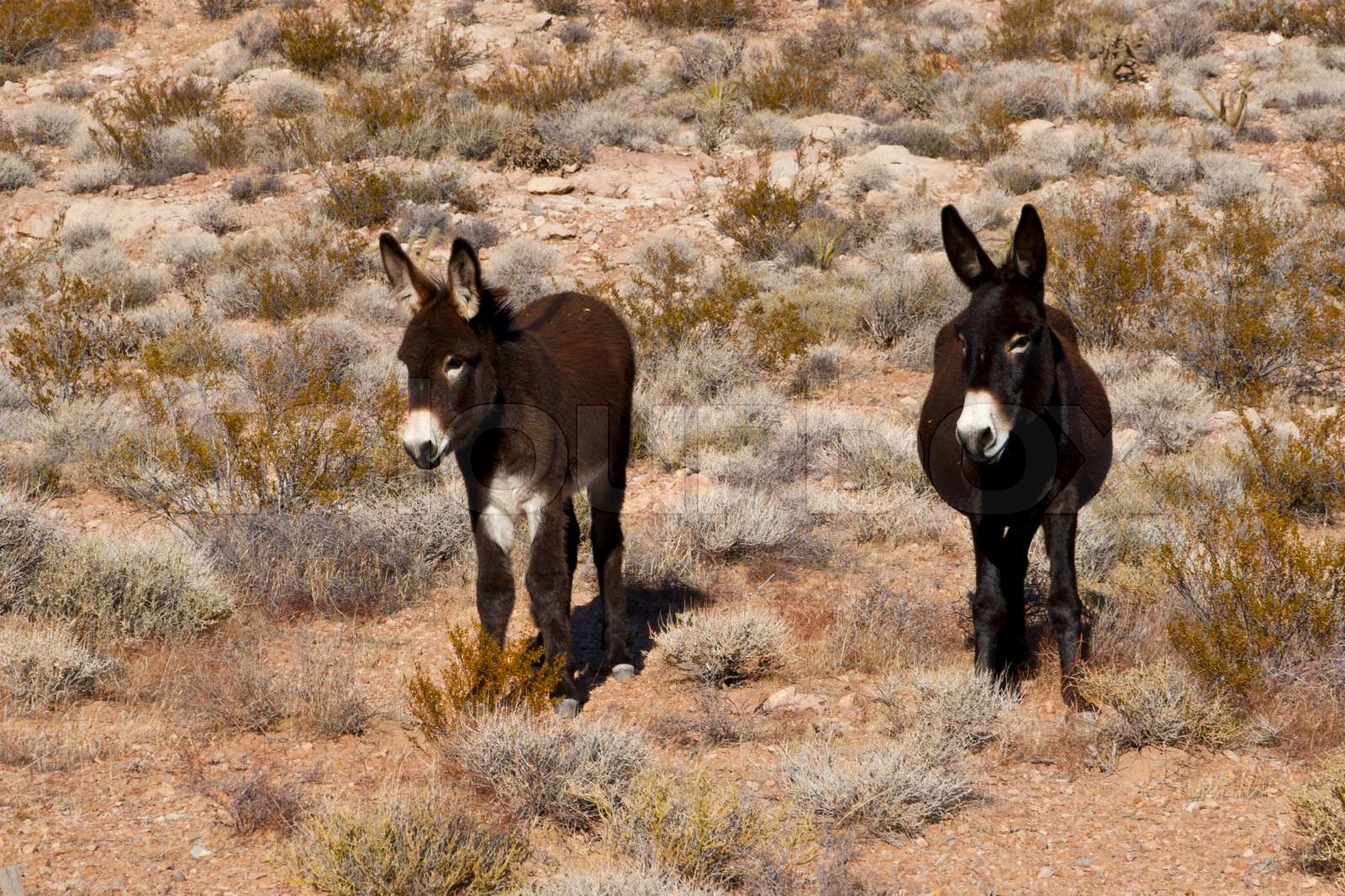 Wild Burros in Desert of Nevada, USA | Stock image | Colourbox