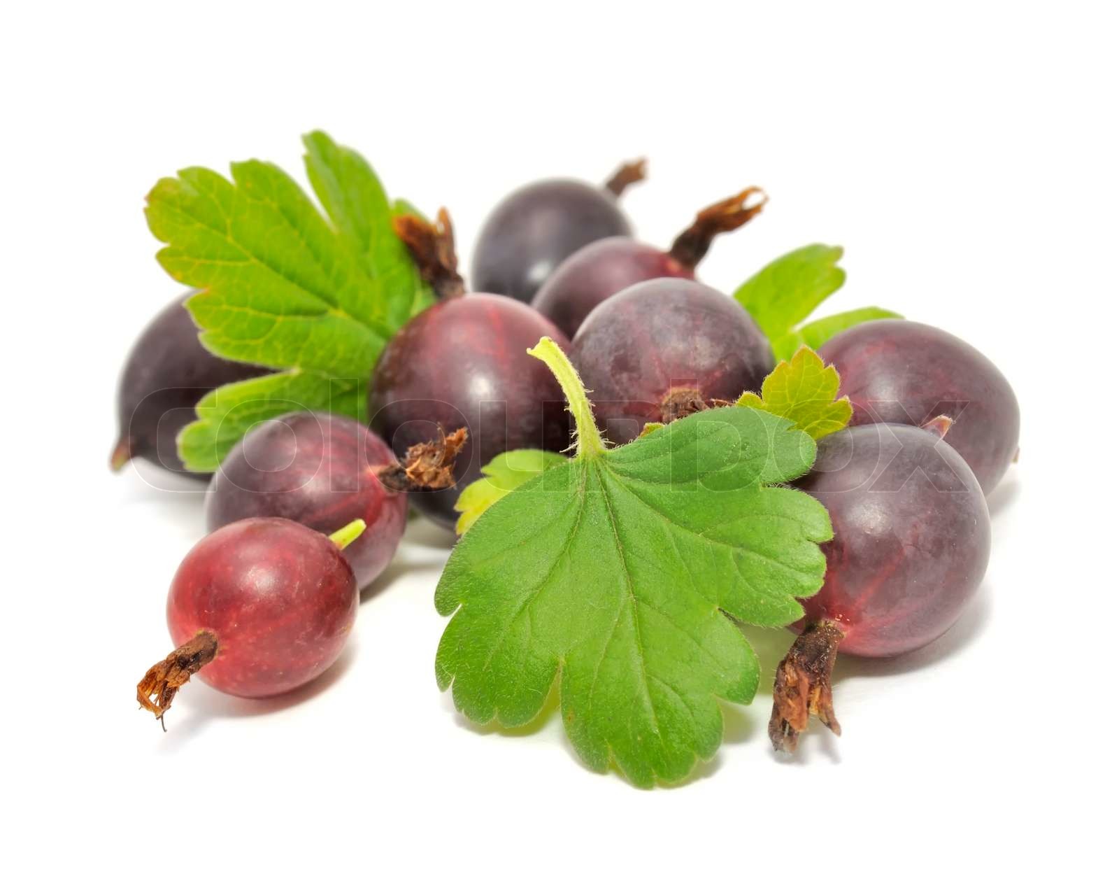 Røde Stikkelsbær med grønne blade isoleret på hvid baggrund | Stock ...