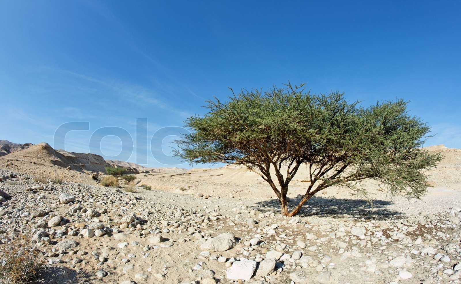 Acacia tree in the desert near Dead Sea, Israel | Stock image | Colourbox