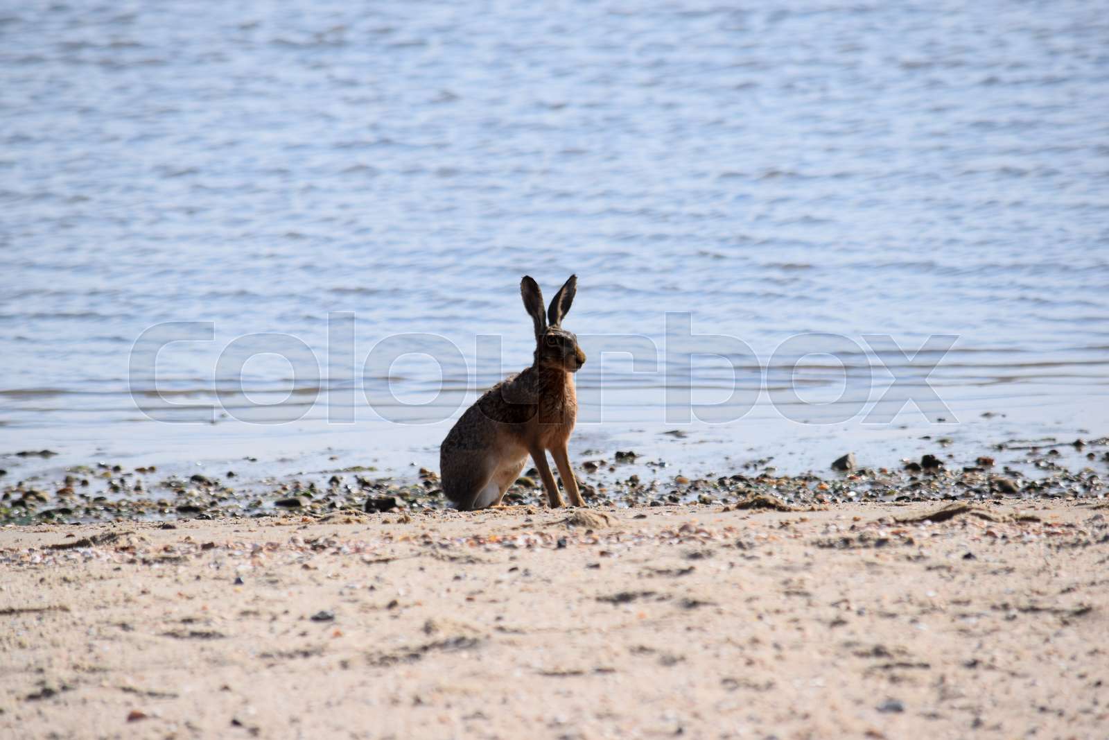 rabbit on the beach foehr | Stock image | Colourbox