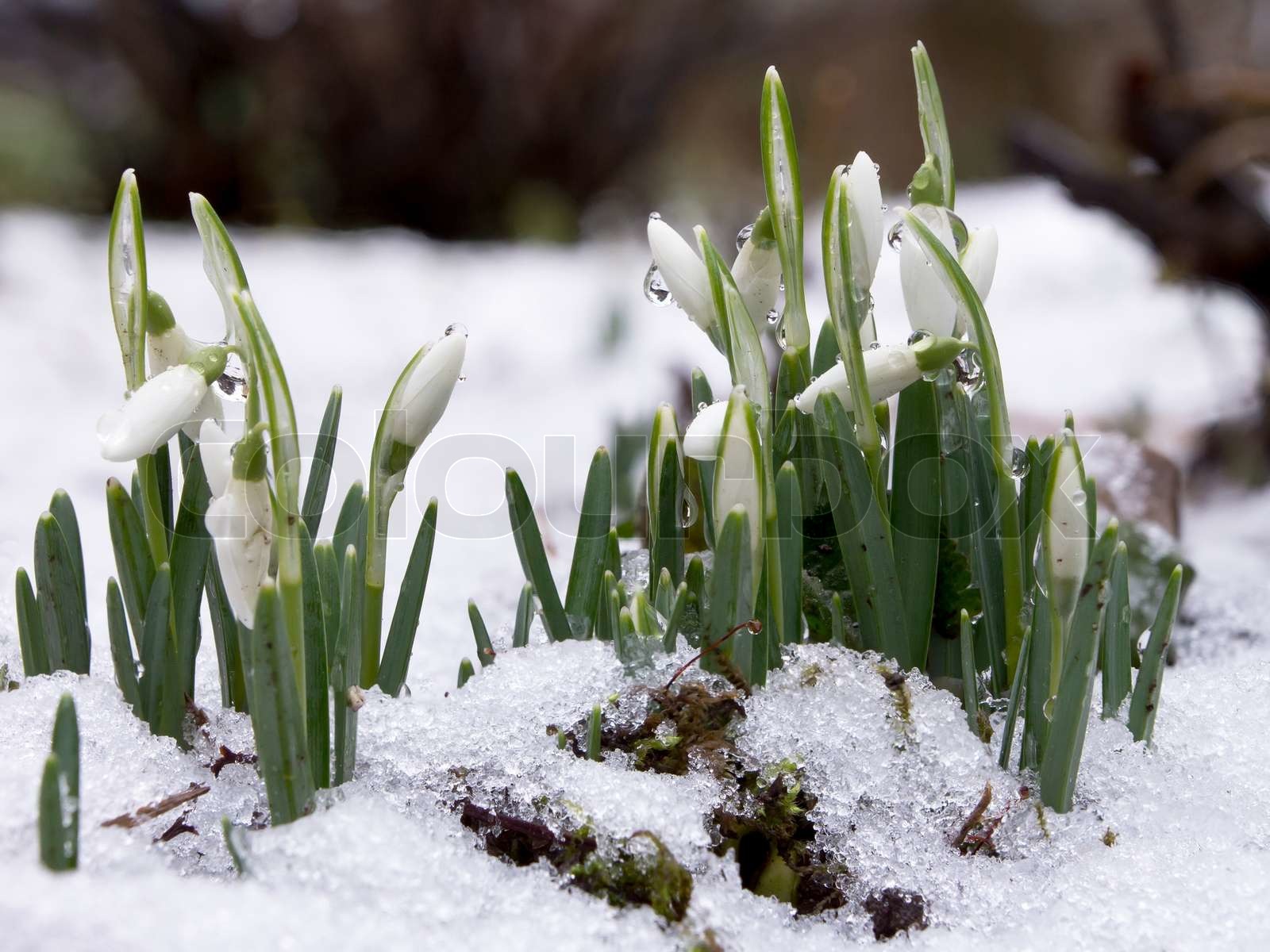 Close up of snowdrops in snow | Stock image | Colourbox