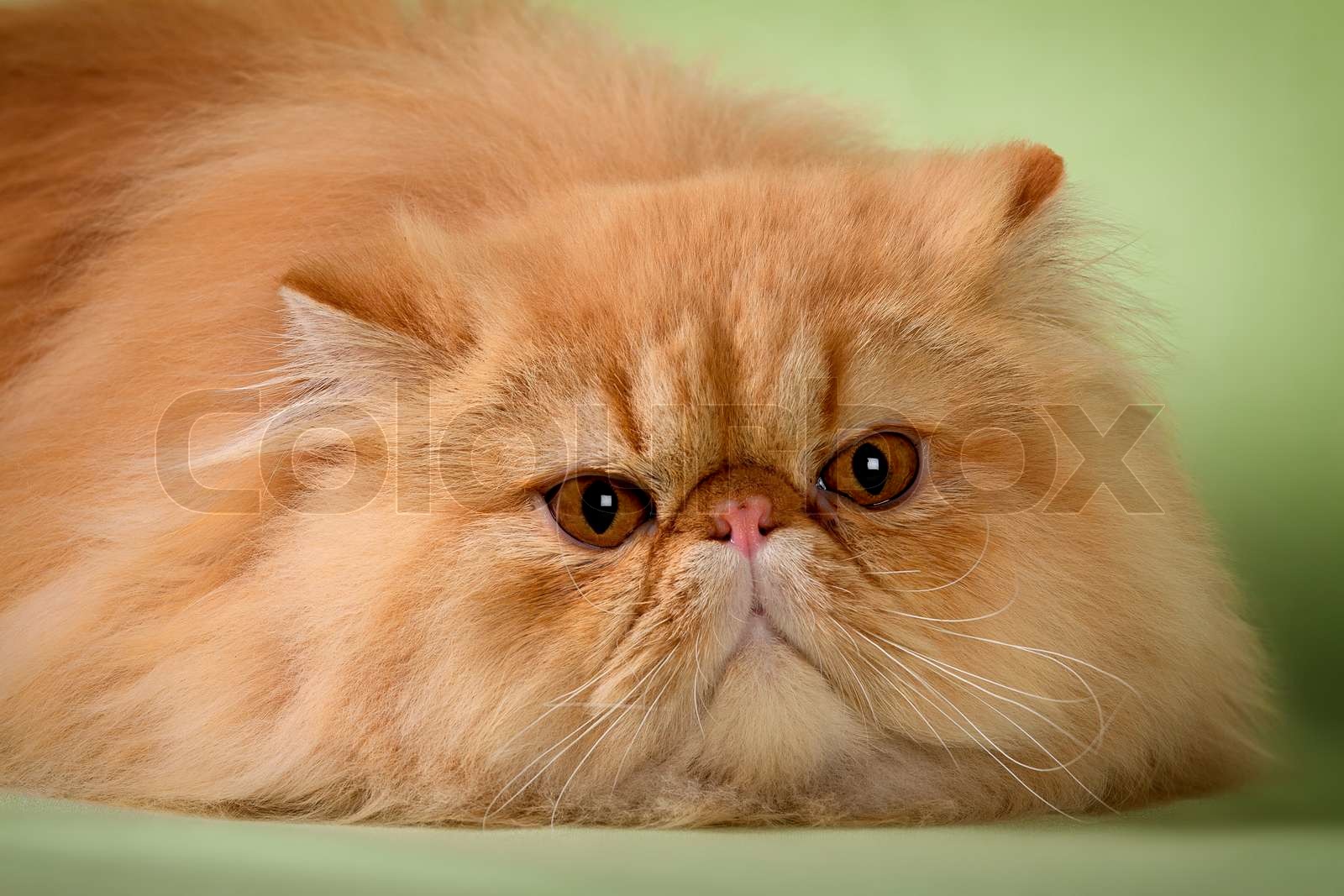 Portræt af smukke katte på grønlig baggrund | Stock foto | Colourbox